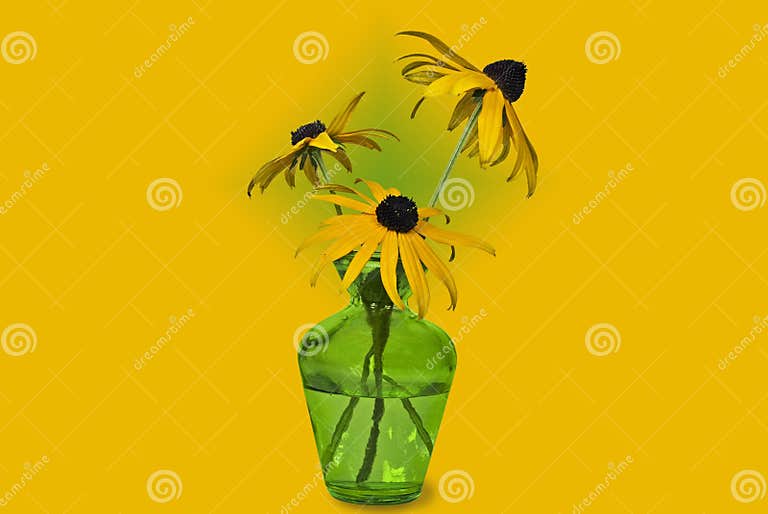 Pretty Susan stock photo. Image of color, dainty, bloom - 15527126