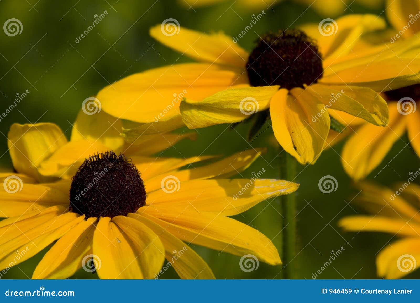 Pretty Susan stock image. Image of yellow, rudbeckia, seeds - 946459