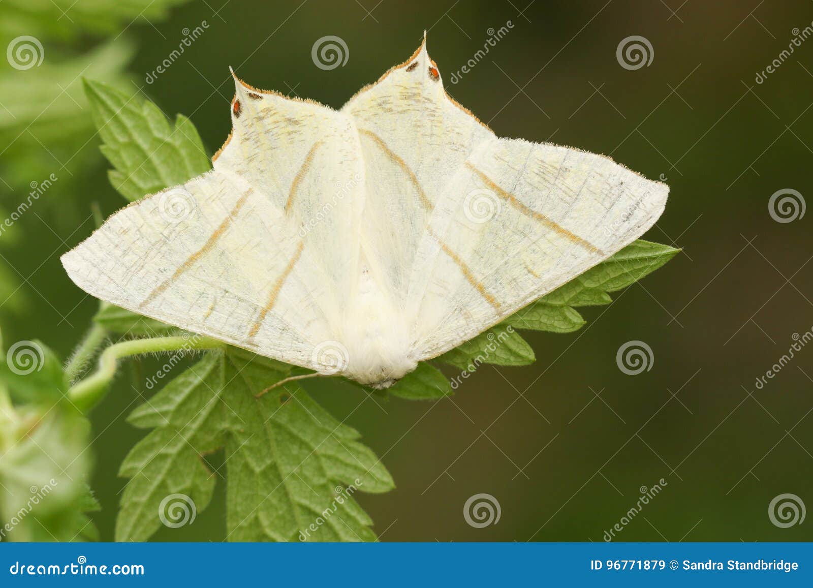 A Pretty Swallow-tailed Moth Ourapteryx Sambucaria Perched on a Leaf ...