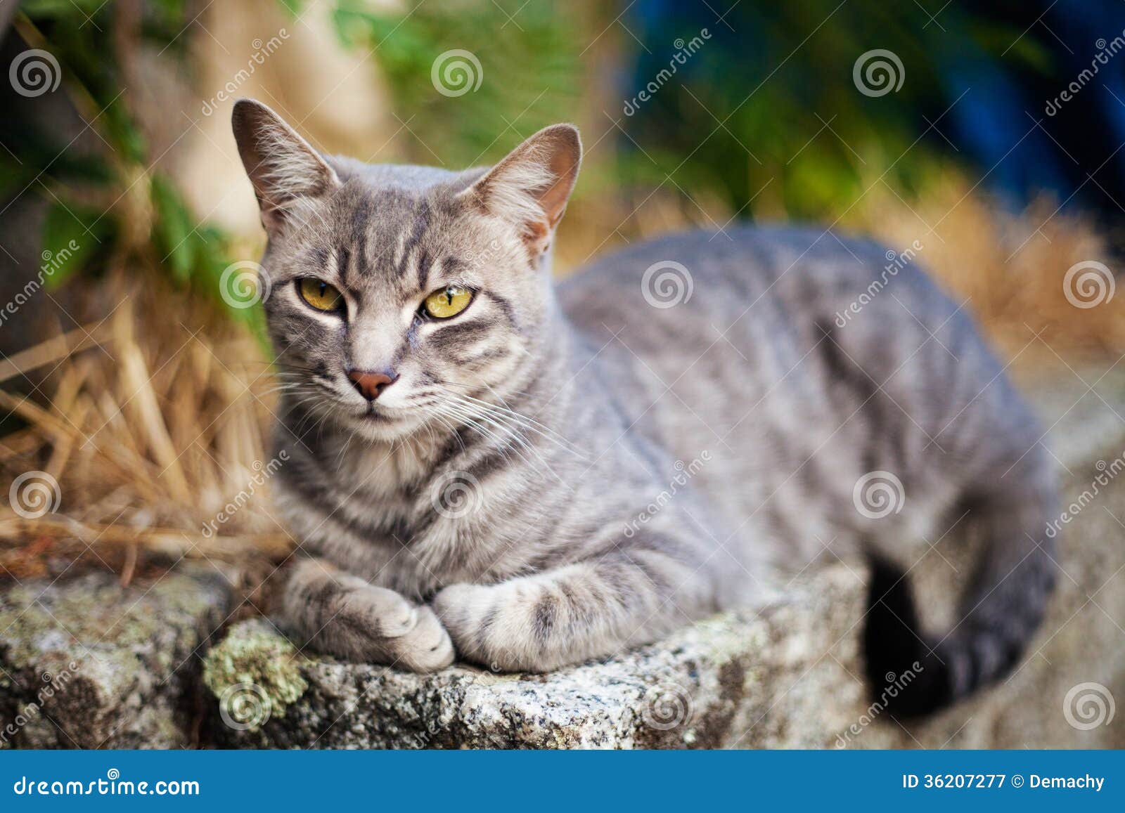 Pretty tabby cat stock image. Image of expression, kitten - 36207277