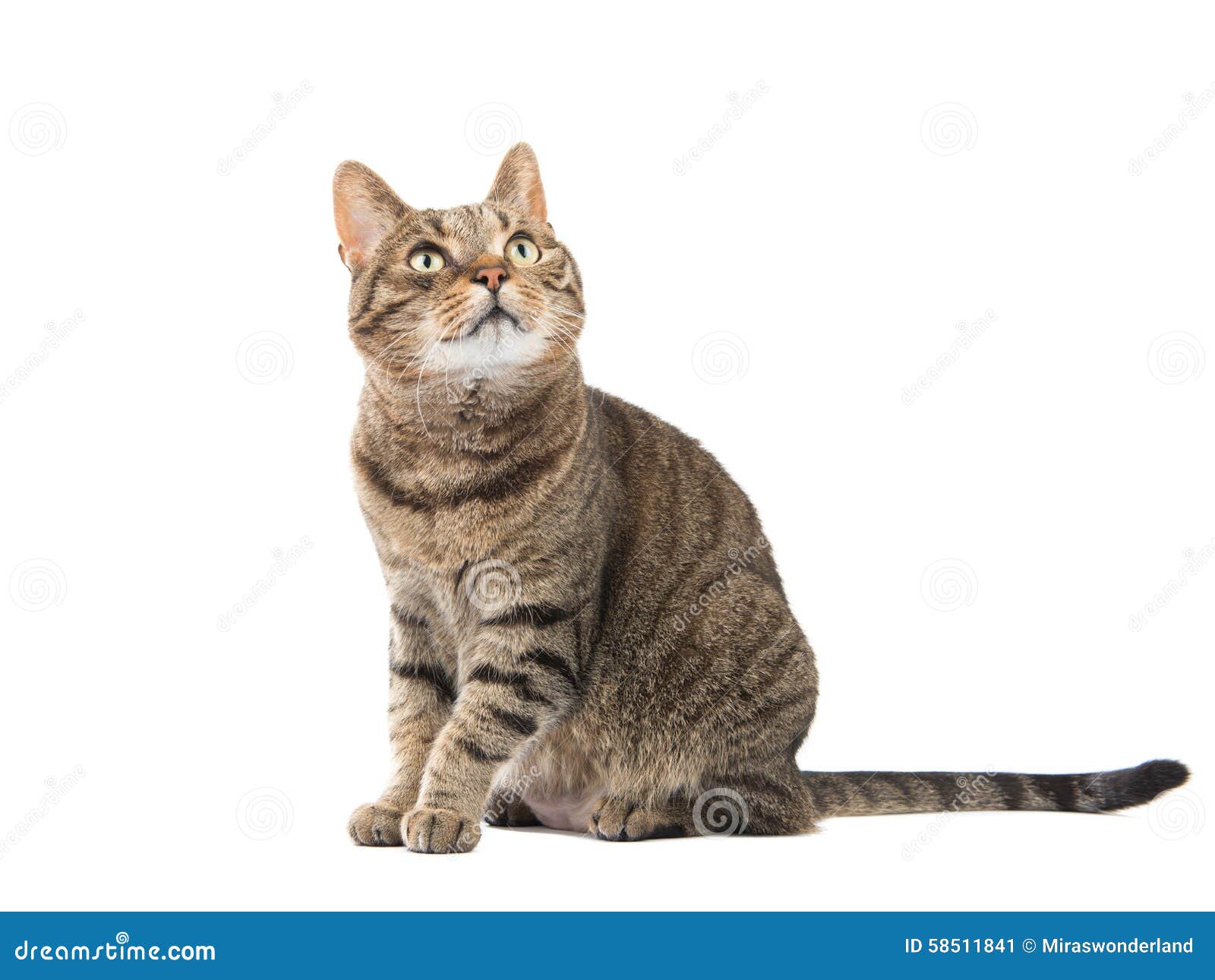 Pretty Tabby Cat Sitting Down and Looking Up Stock Image - Image of ...