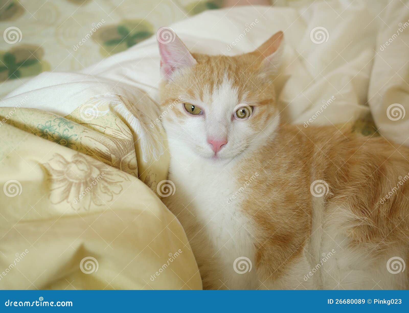 Pretty tabby cat smile stock image. Image of animal, lying - 26680089