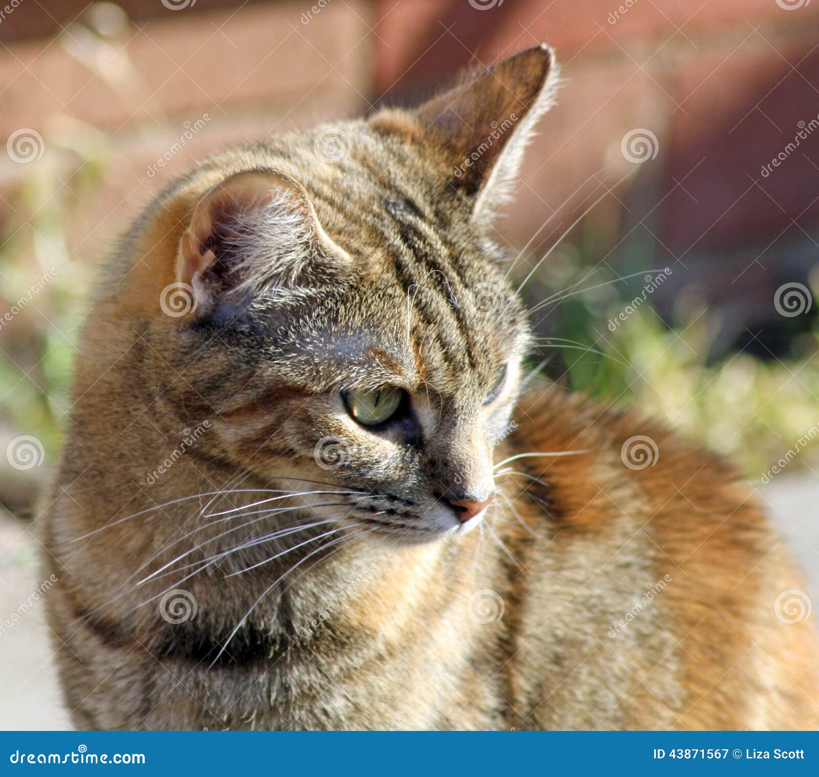 Pretty Tabby Cat Stock Photography | CartoonDealer.com #43871612