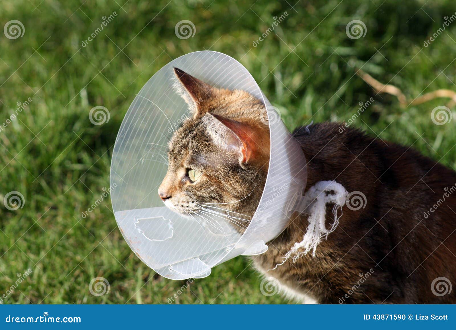 Pretty tabby cat stock photo. Image of expression, mammal - 43871590