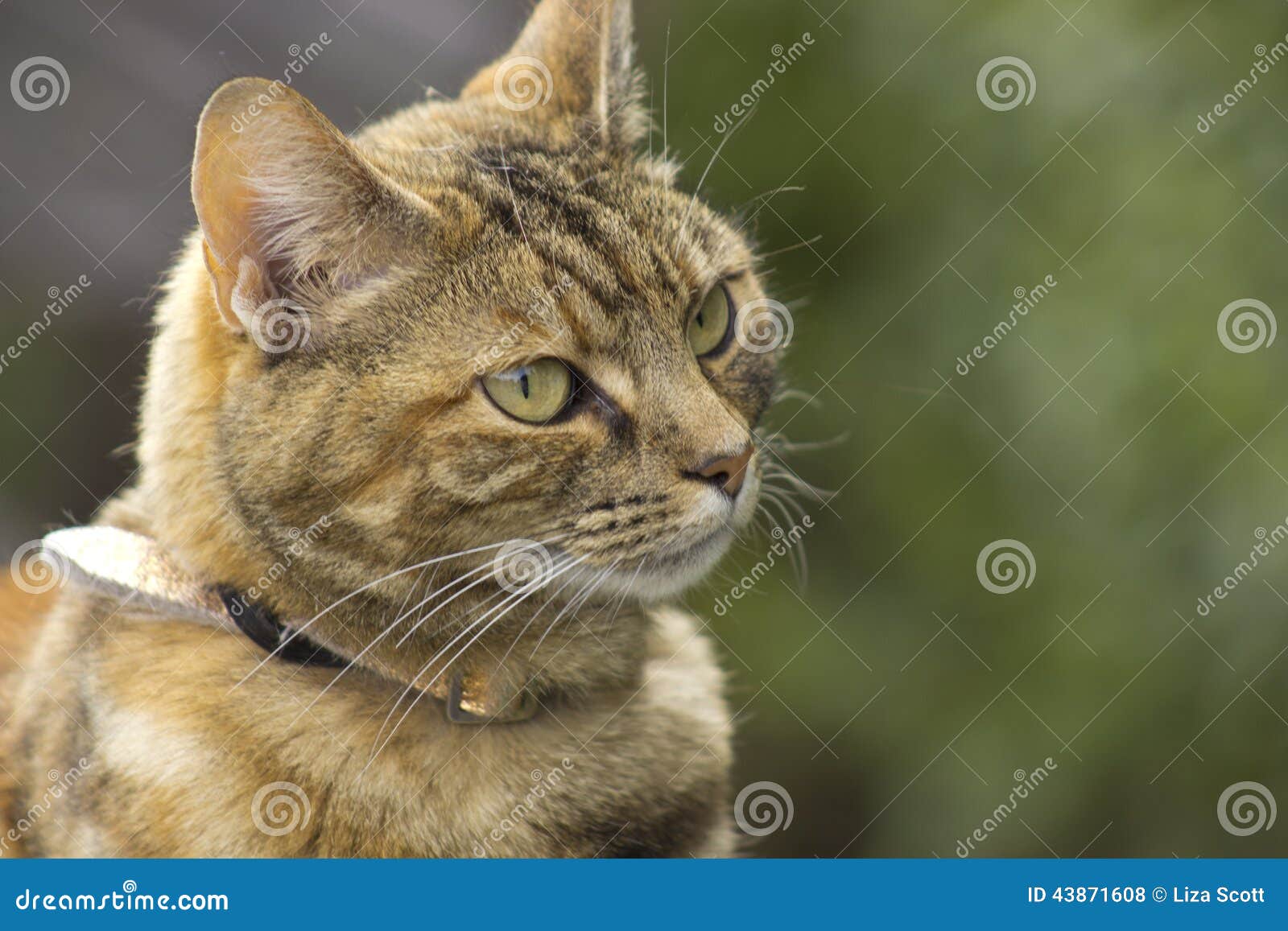 Pretty tabby cat stock photo. Image of floor, look, home - 43871608