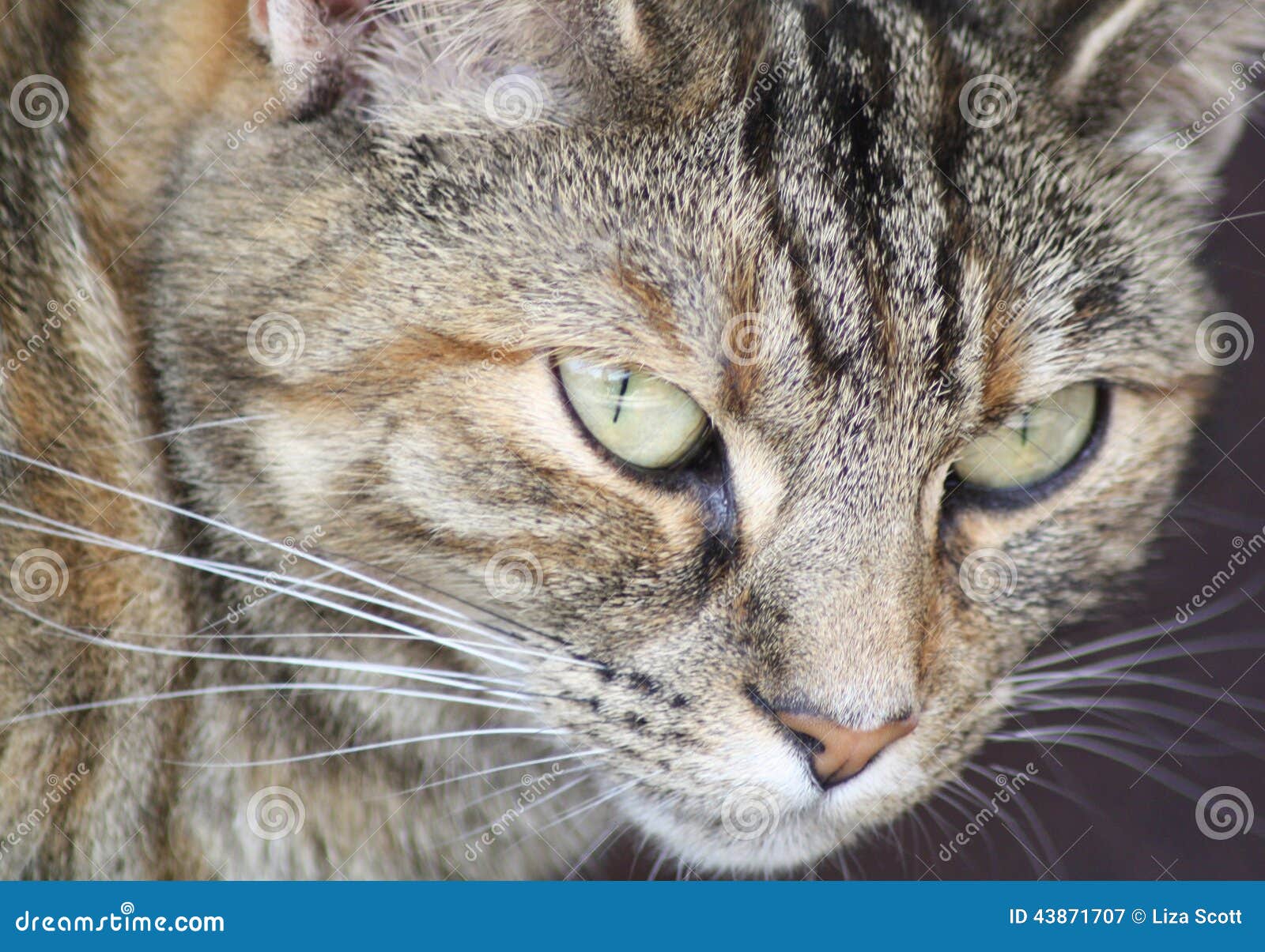 Pretty tabby cat stock image. Image of domestic, grey - 43871707