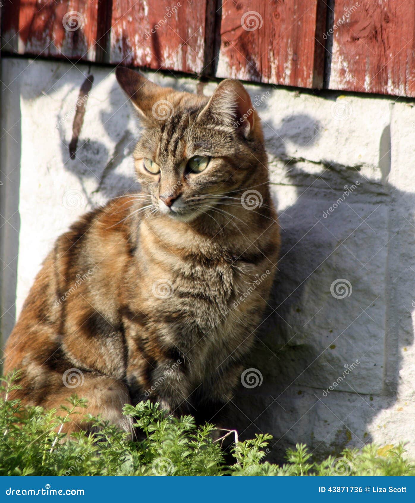 Pretty tabby cat stock photo. Image of cute, portrait - 43871736