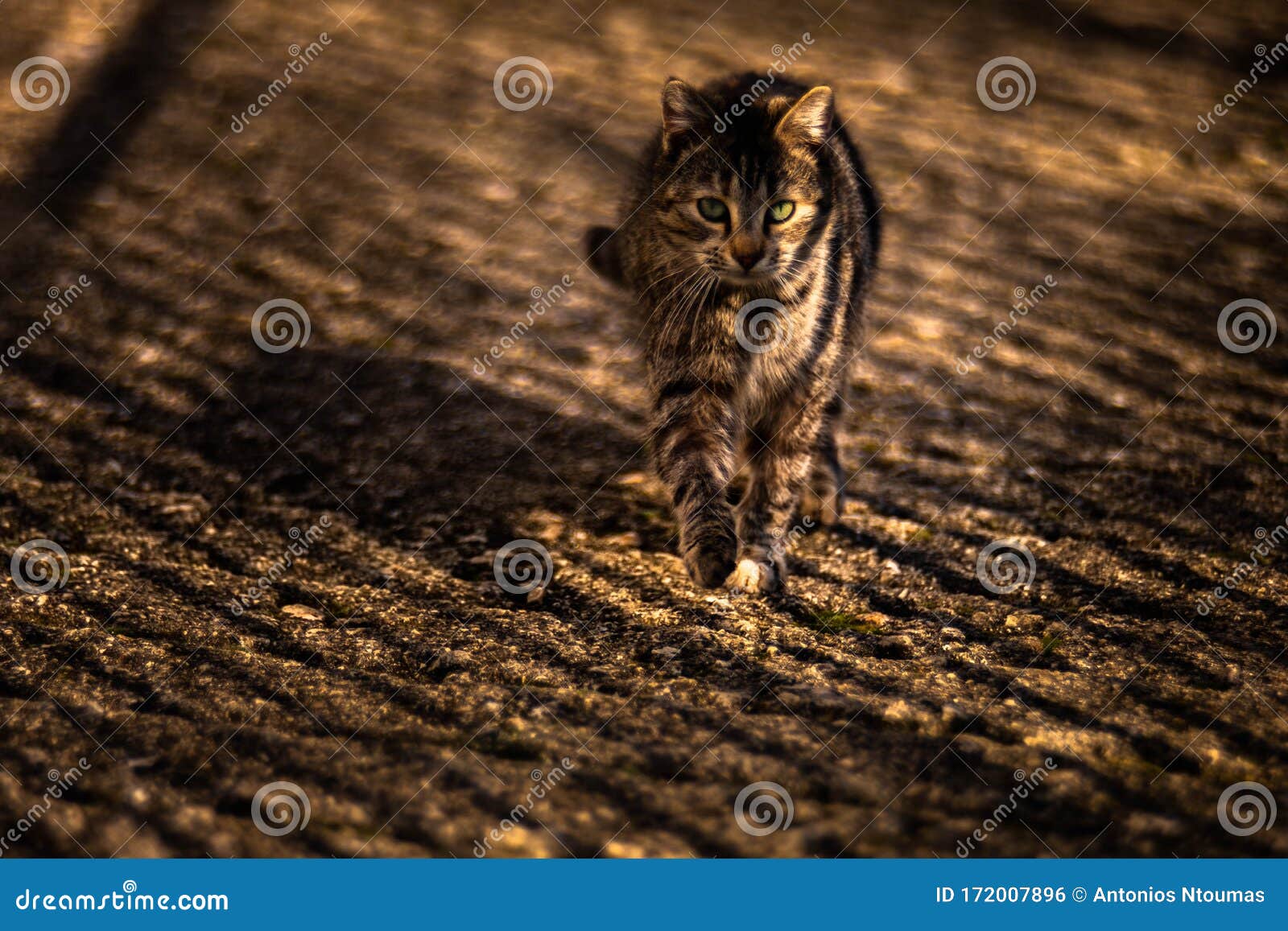 Pretty Tabby Cat Stock Photo | CartoonDealer.com #43871604