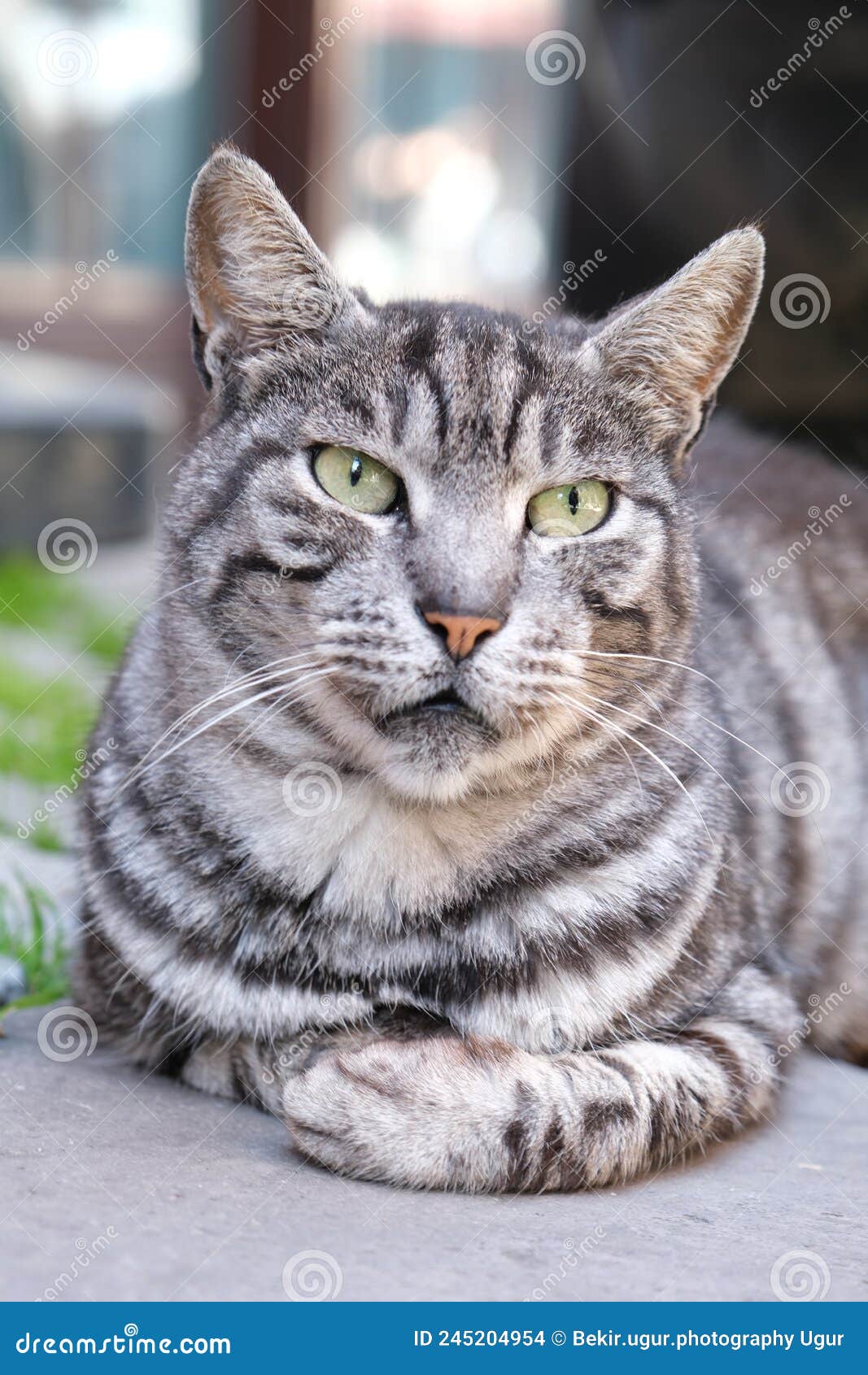 Pretty Tiger Stripe Cat Portrait Stock Photo - Image of pretty, stripe ...