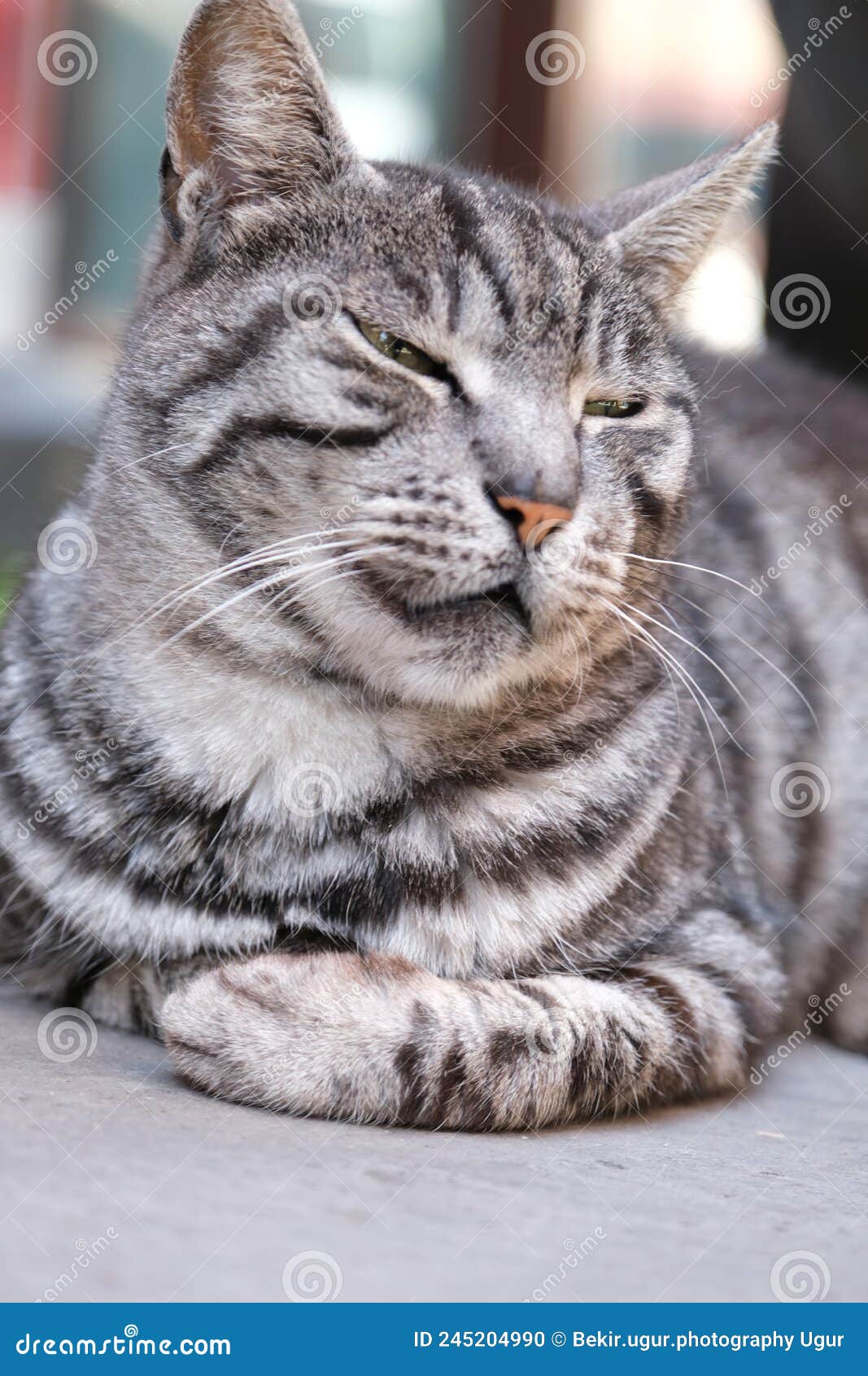 Pretty Tiger Stripe Cat Portrait Stock Photo - Image of barn, cats ...