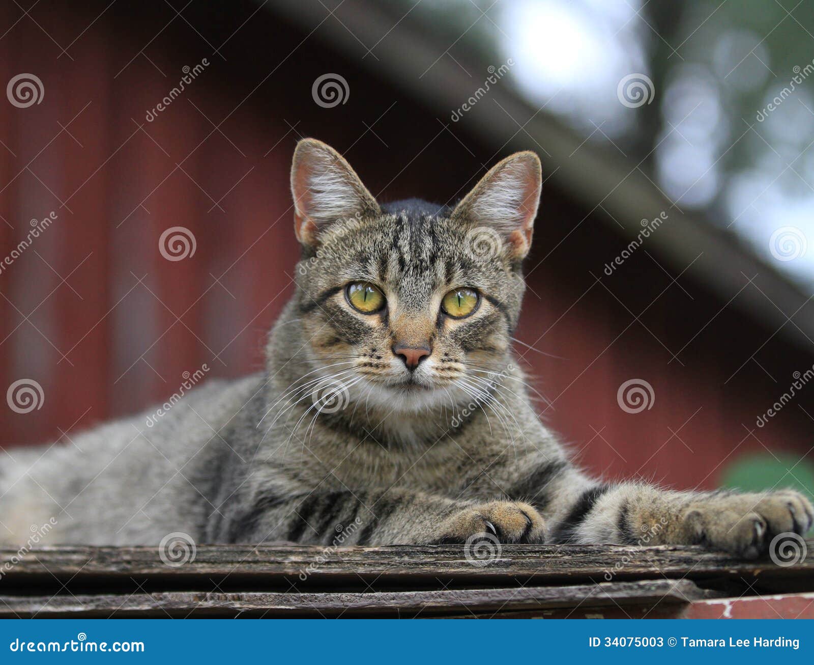 5,282 Tiger Stripe Cat Stock Photos - Free & Royalty-Free Stock Photos ...