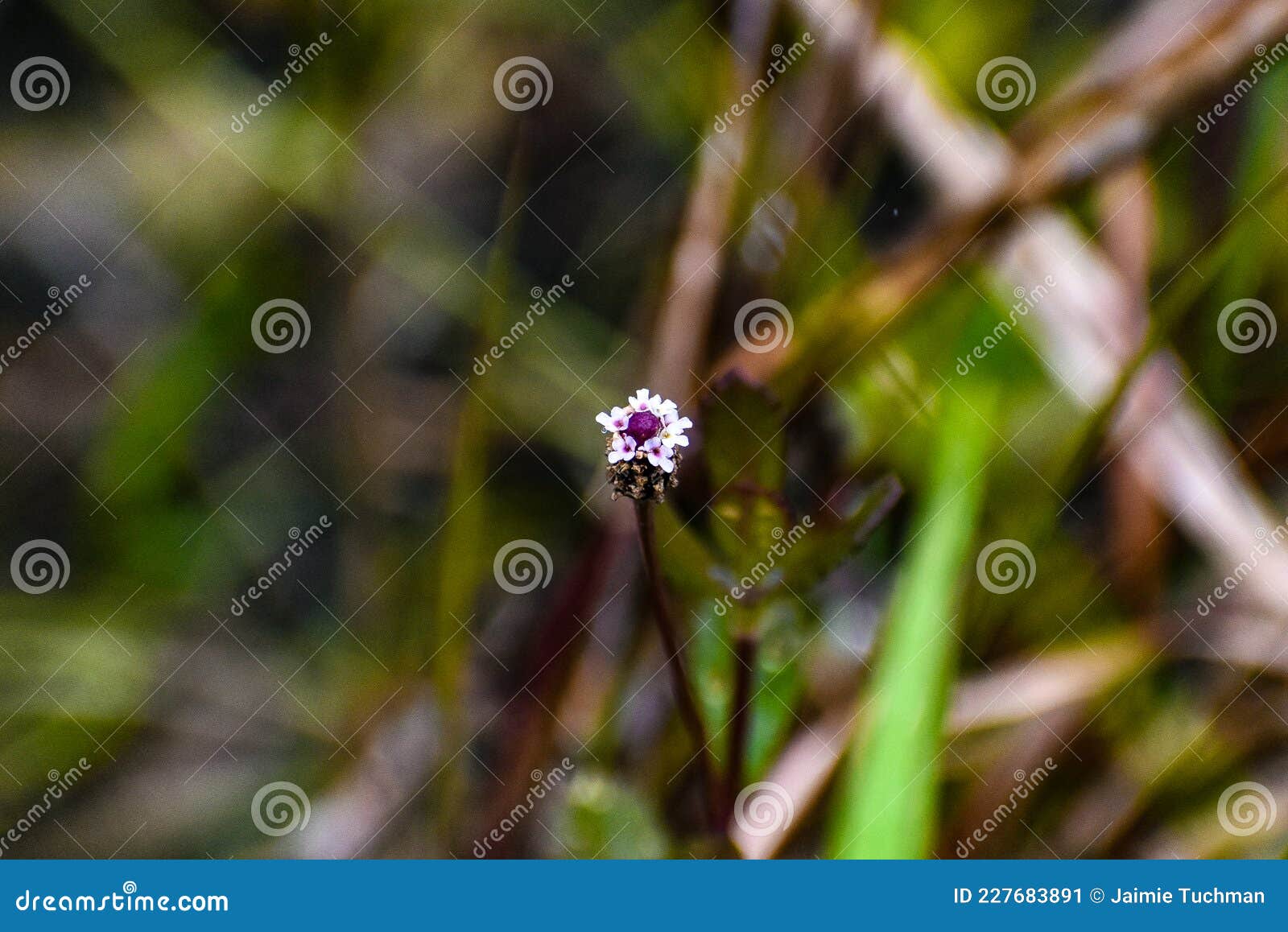 Frogfruit Phyla Nodiflora Aka Turkey Tangle Fogfruit Royalty-Free Stock ...
