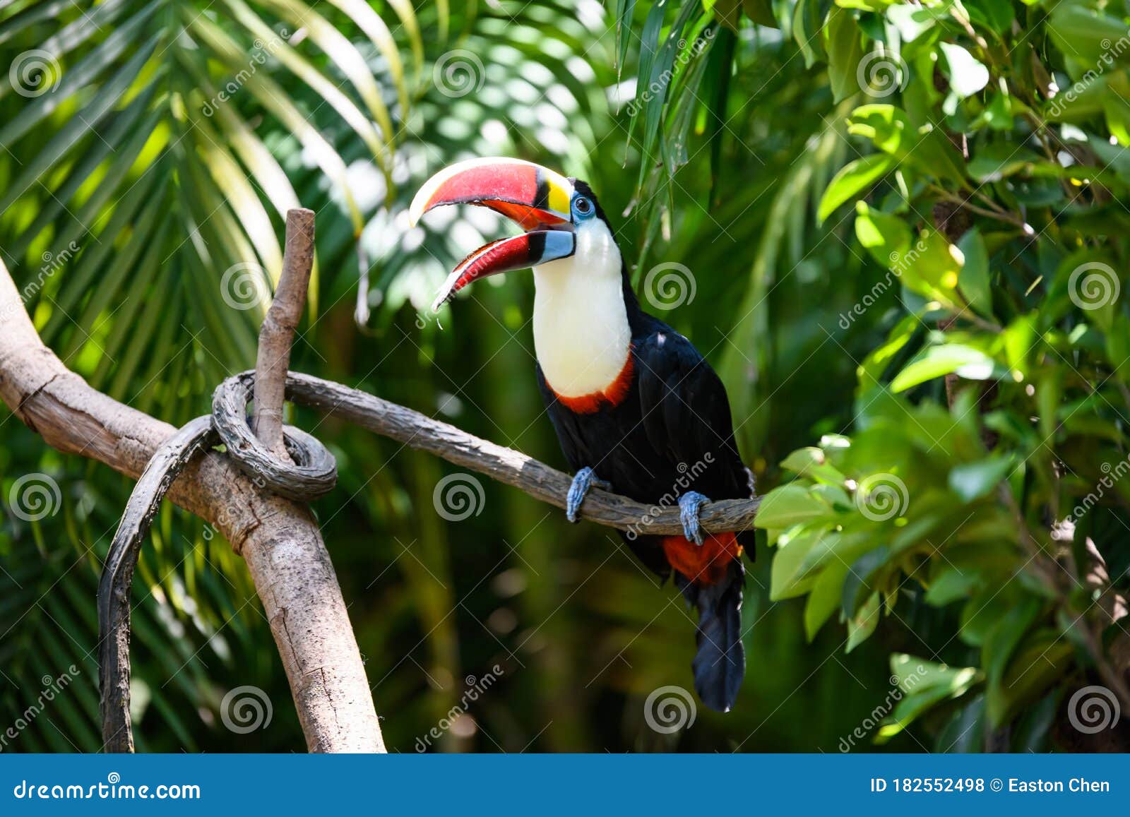 Pretty Toucan on the Branch Stock Photo - Image of branch, woods: 182552498