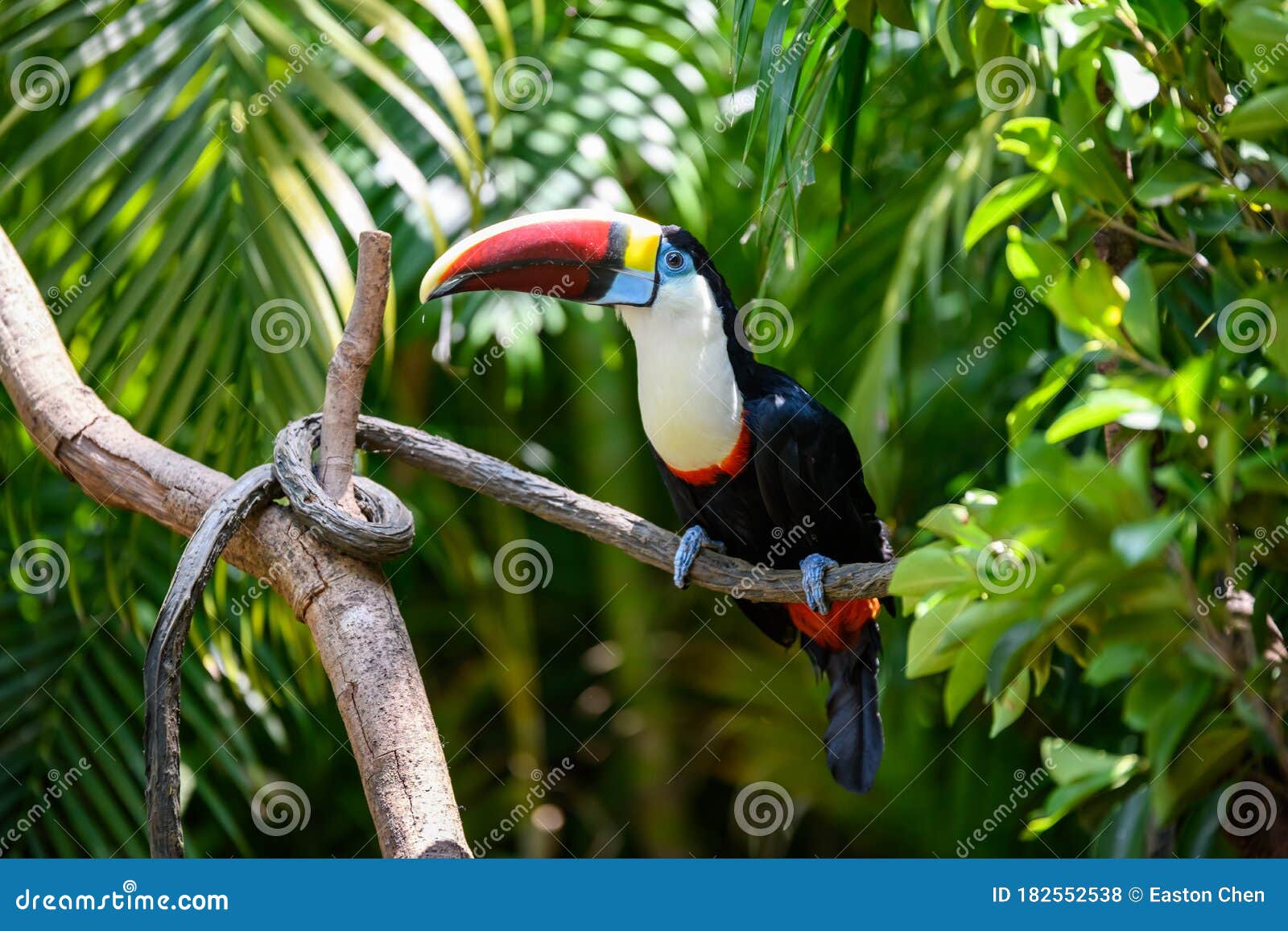 Pretty Toucan on the Branch Stock Photo - Image of toucan, tree: 182552538