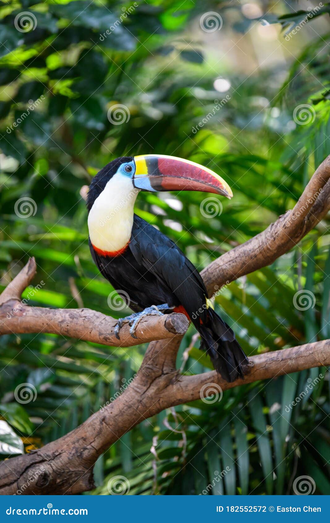 Pretty Toucan on the Branch Stock Photo - Image of beak, beautiful ...