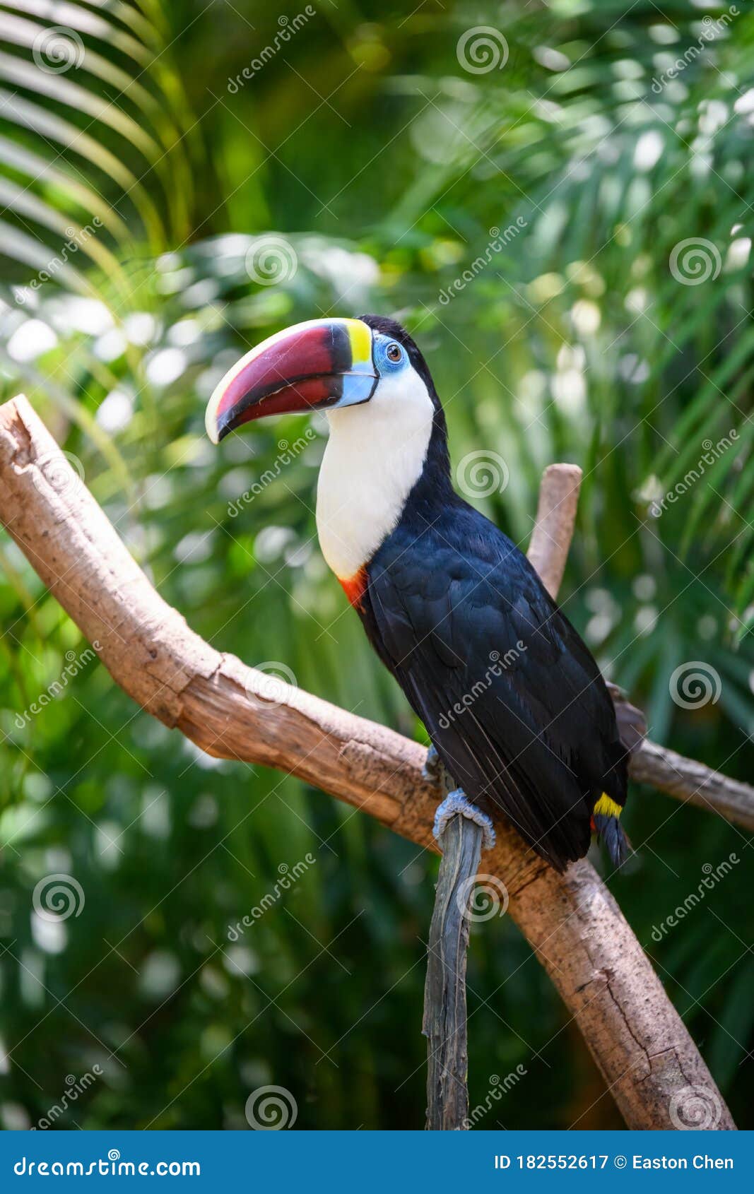 Pretty Toucan on the Branch Stock Image - Image of wildlife, ecology ...
