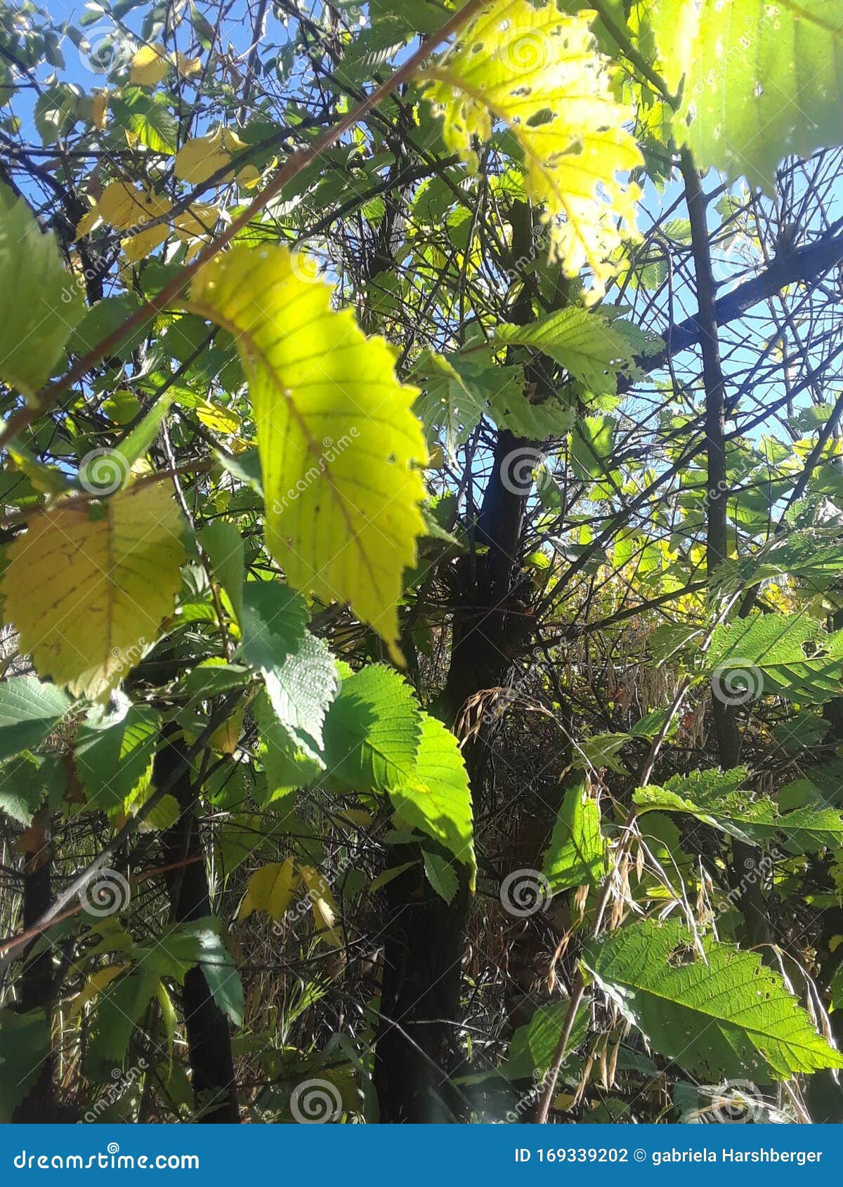 Pretty tree view leaves stock photo. Image of leaves - 169339202