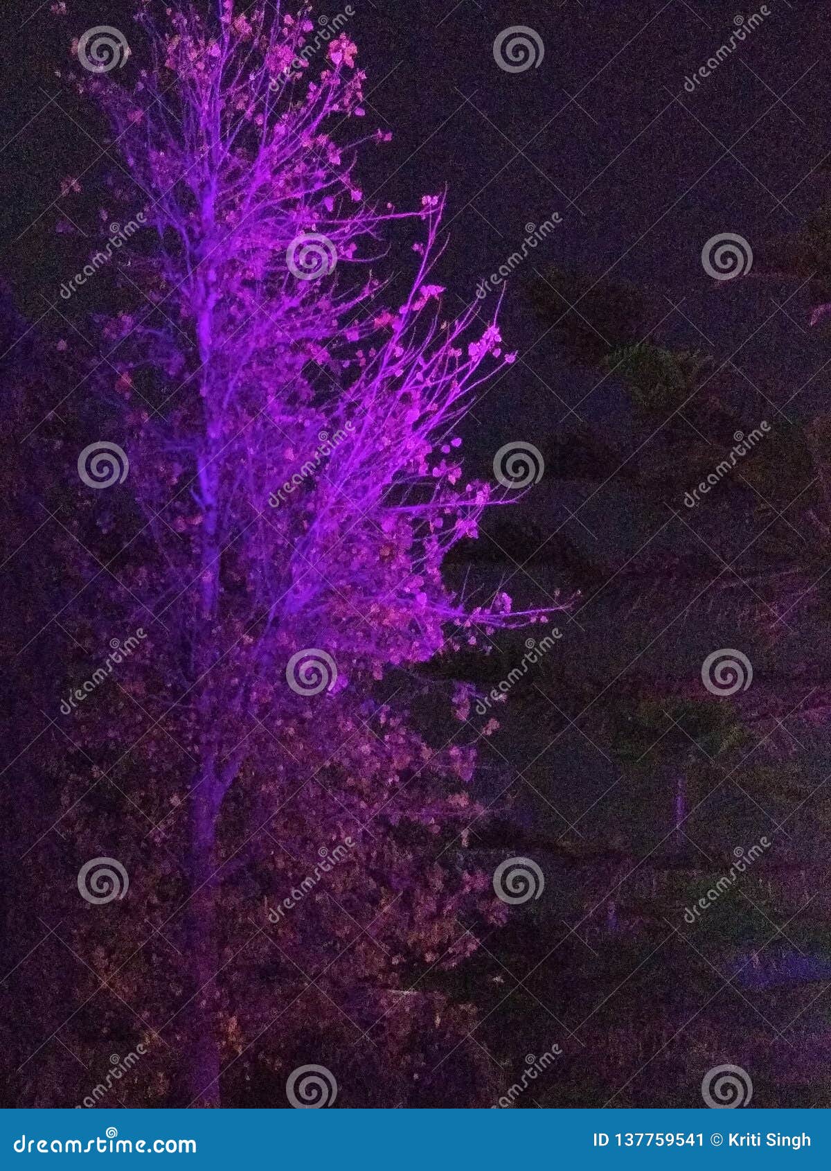 Night and the tree stock image. Image of tree, pretty - 137759541