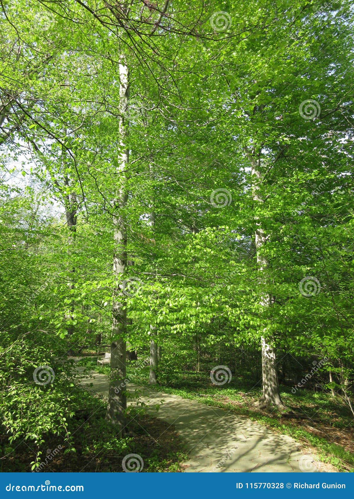 Pretty Trees in the Park stock photo. Image of branches - 115770328