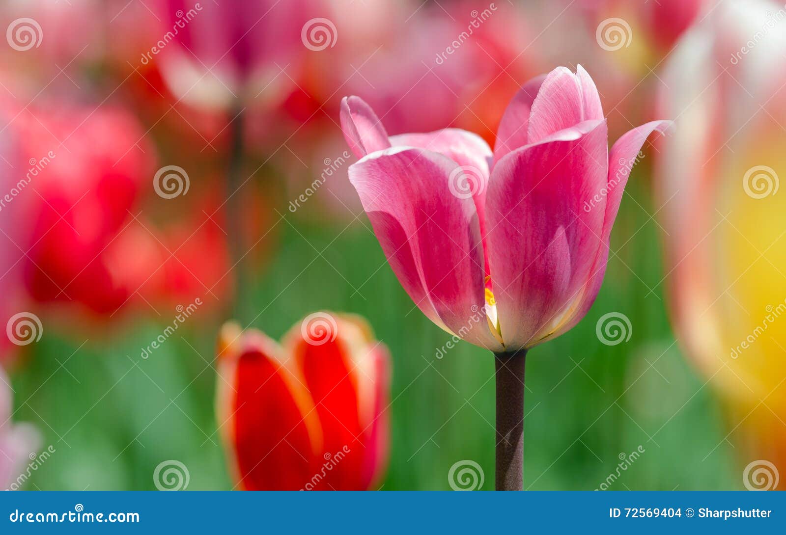 Pretty tulip stock photo. Image of colorful, landscape - 72569404