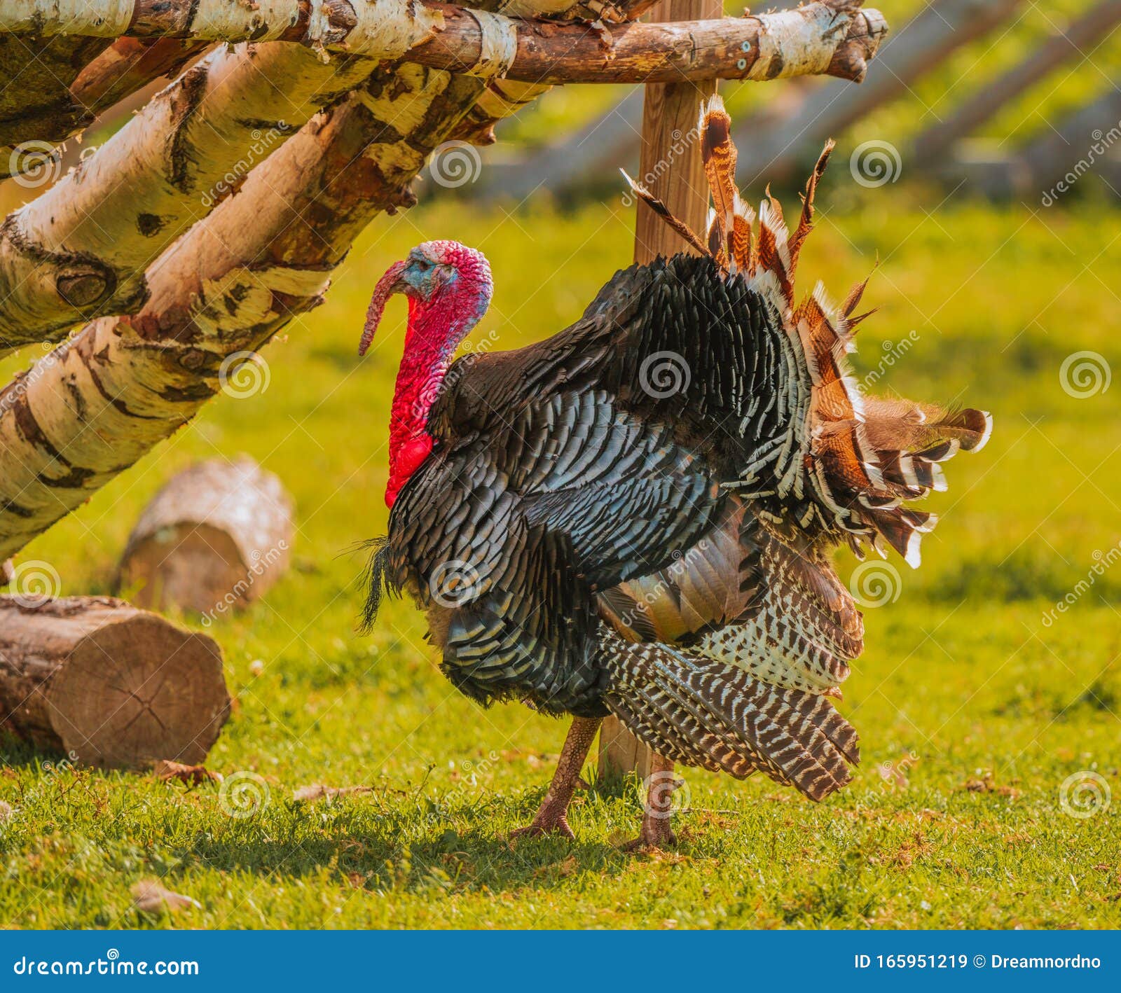 Turkey on the Pasture Eating Grain Stock Image - Image of holiday ...