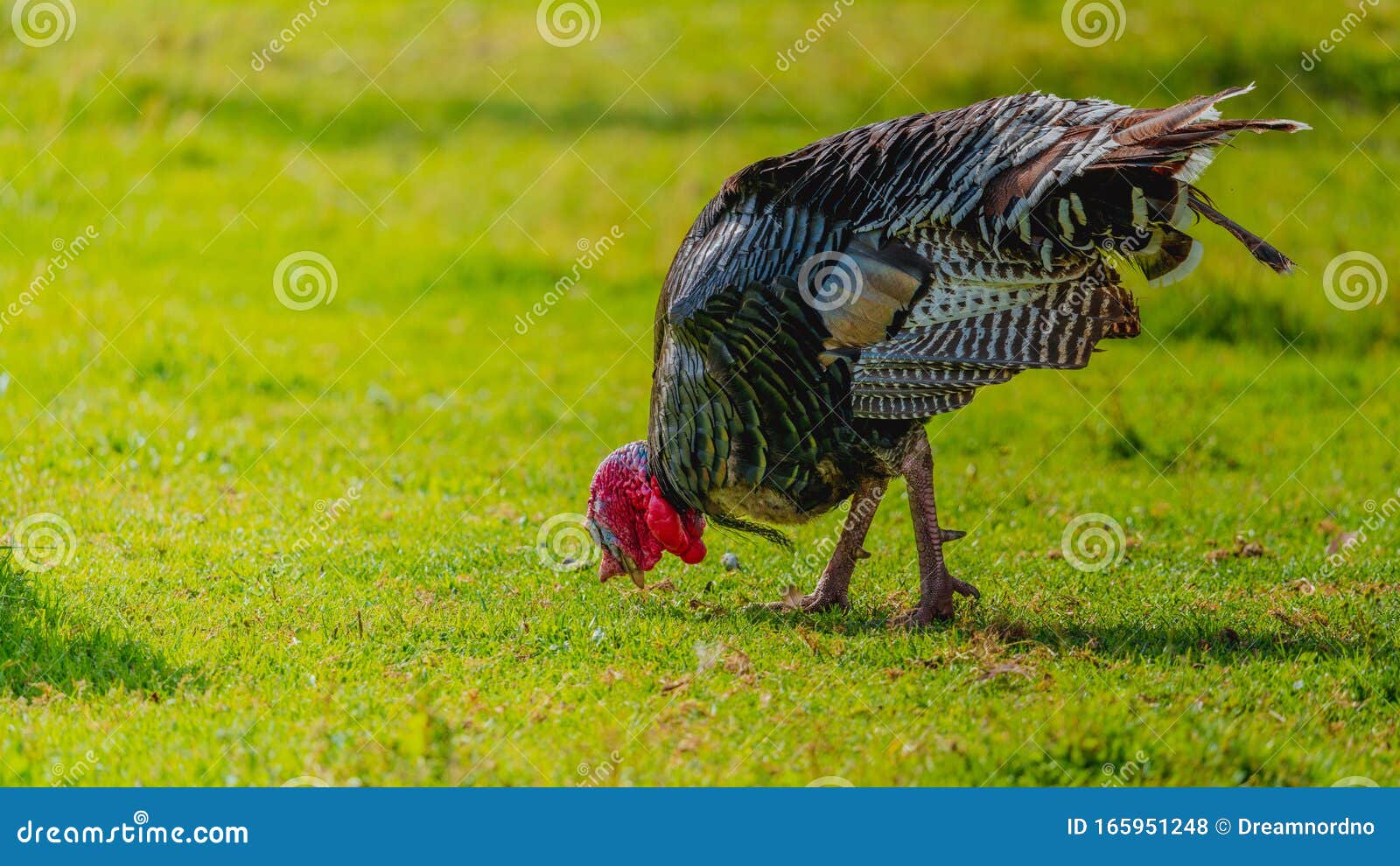 Turkey on the Pasture Eating Grain Stock Photo - Image of fresh, cute ...