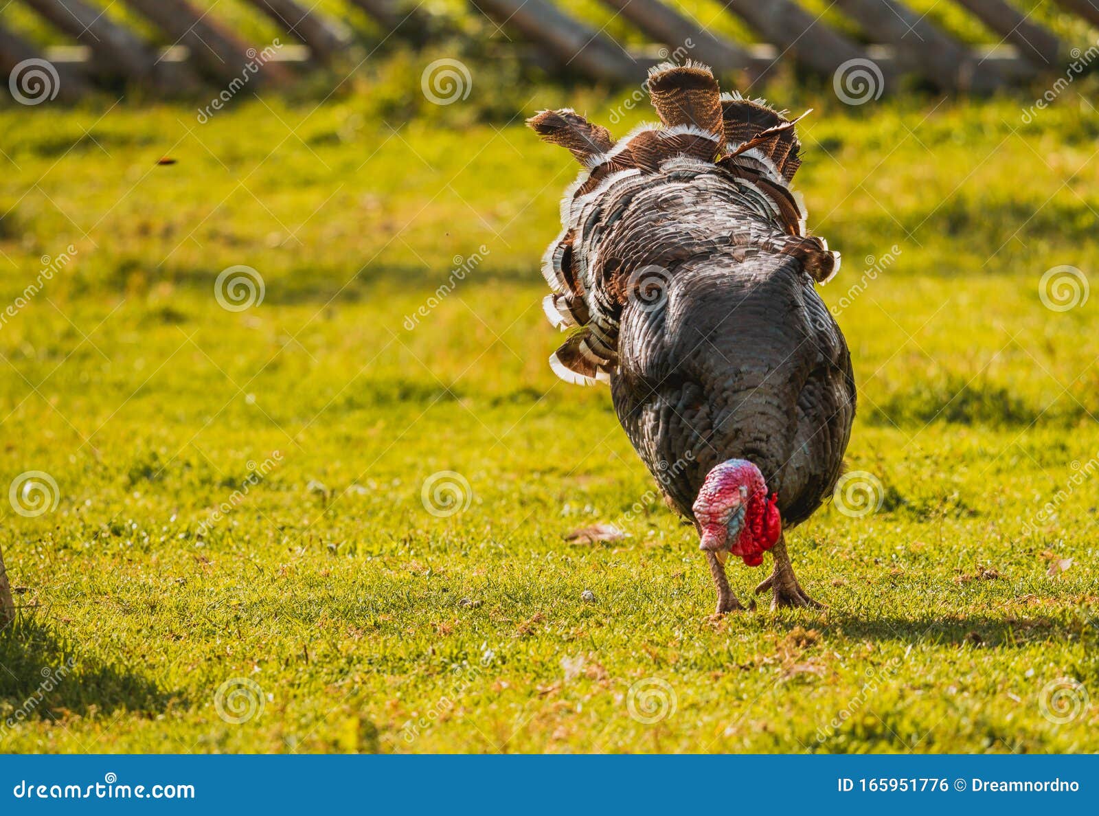 Turkey on the Pasture Eating Grain Stock Photo - Image of fresh ...