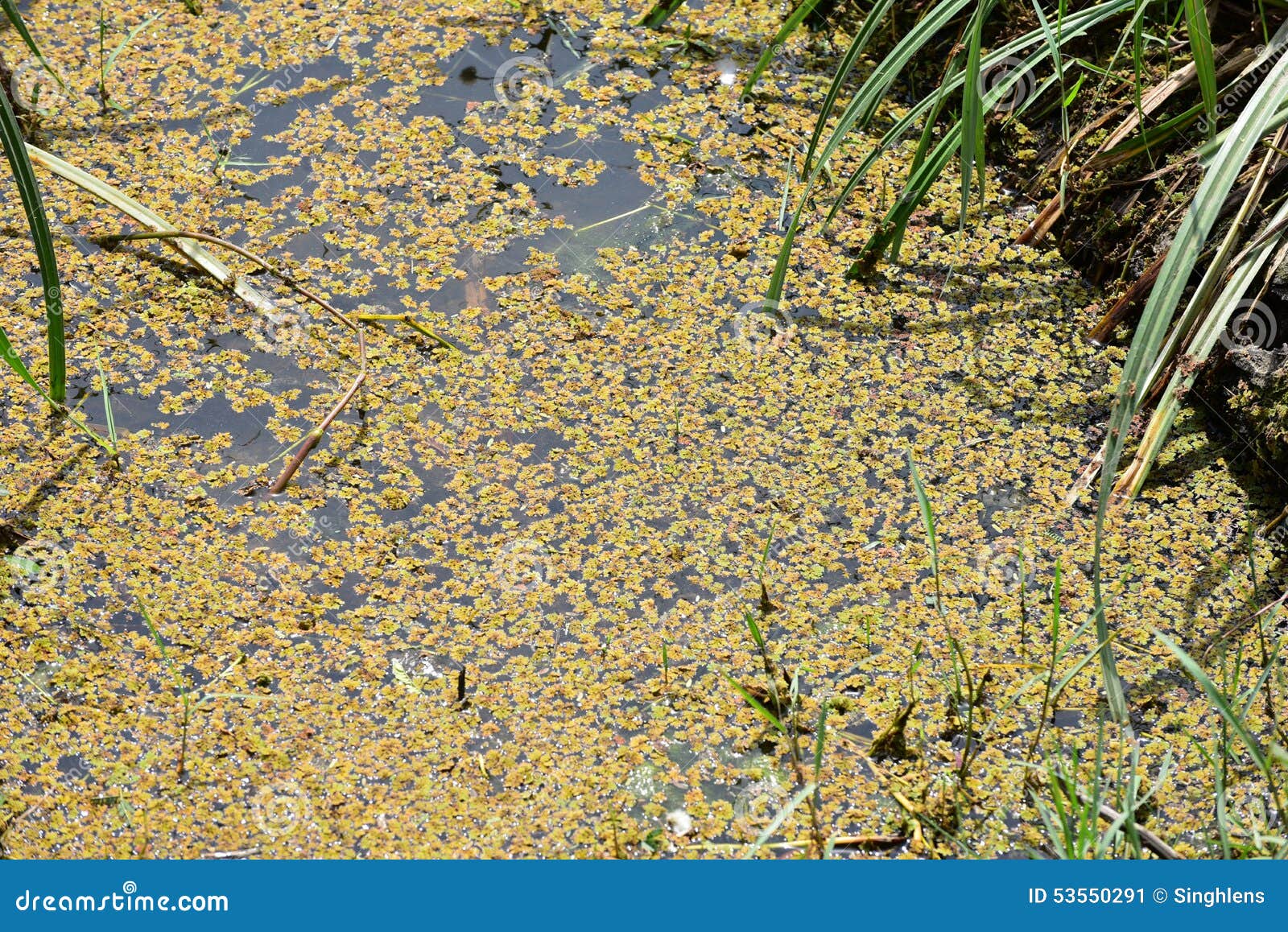 Pretty View of Marshland, Algae Formation in Water, Perfect Natural ...