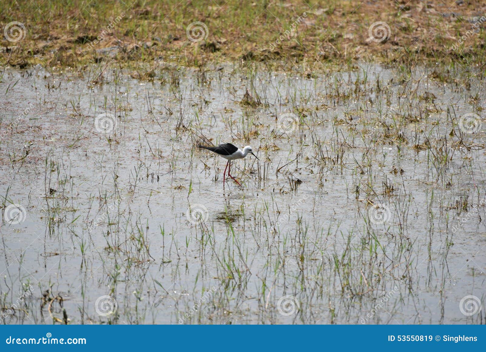 Pretty View of Marshland, Algae Formation in Water, Perfect Natural ...