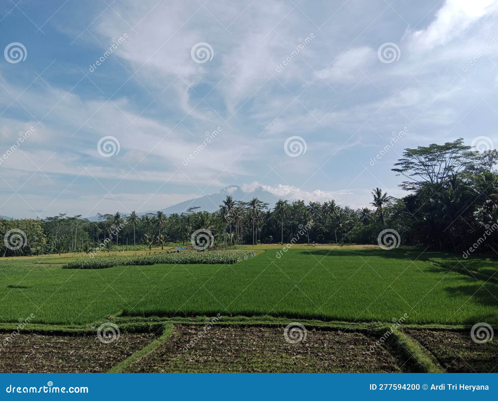 Pretty View Mountain Cloudy Sky and Paddy Fields Stock Photo - Image of ...