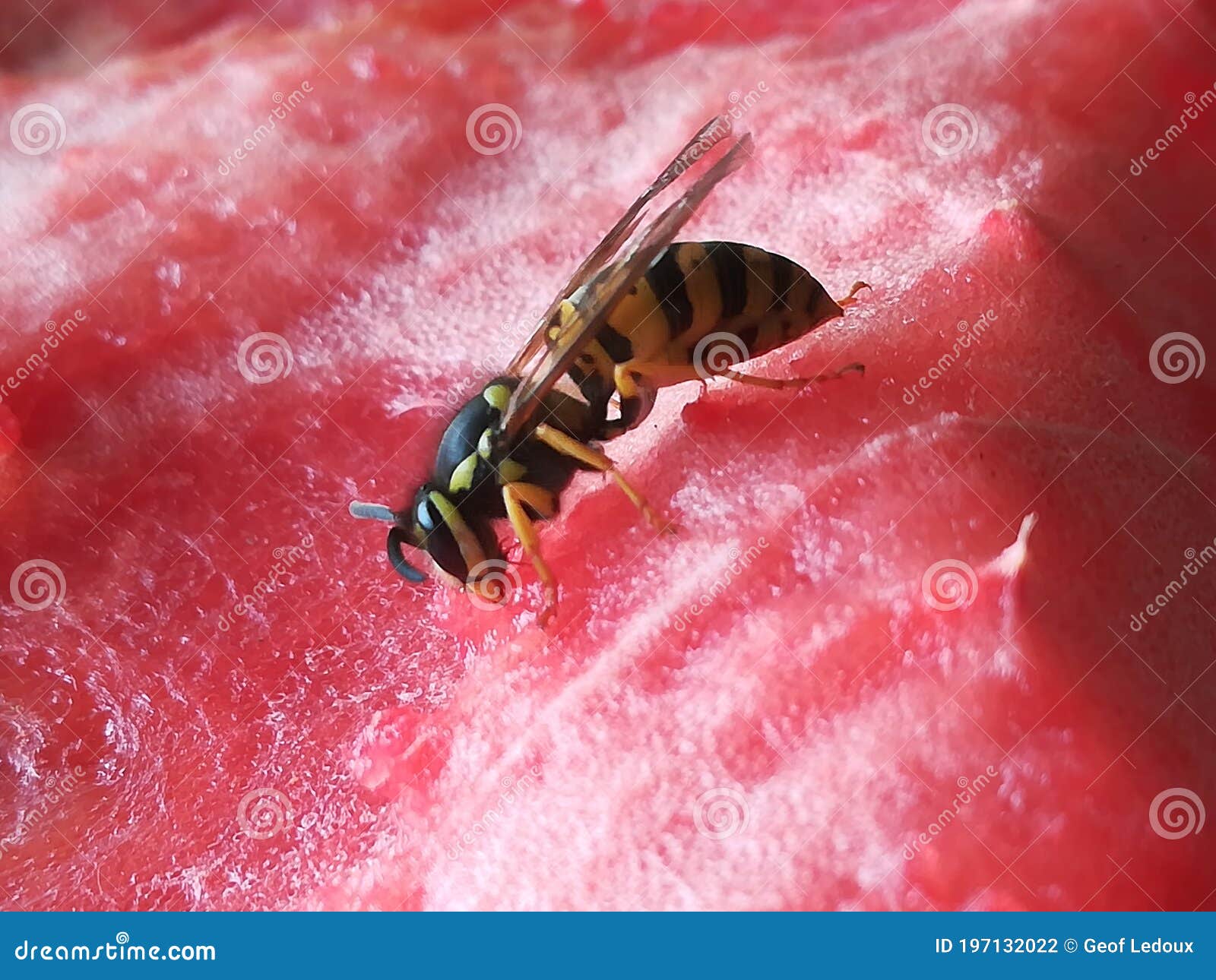 Pretty Wasp Reveling in a Watermelon Stock Photo - Image of watermelon ...