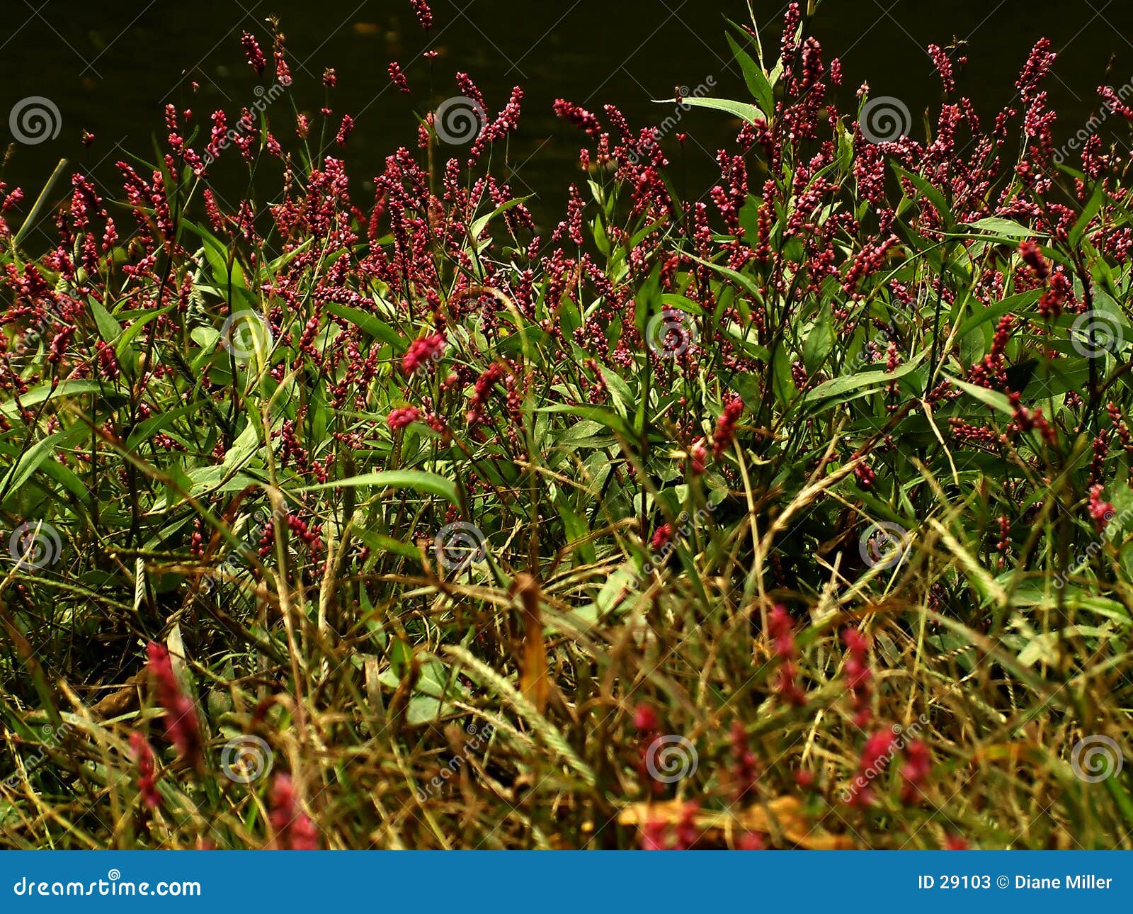 Pretty weeds stock image. Image of polygonum, broadleaf - 29103