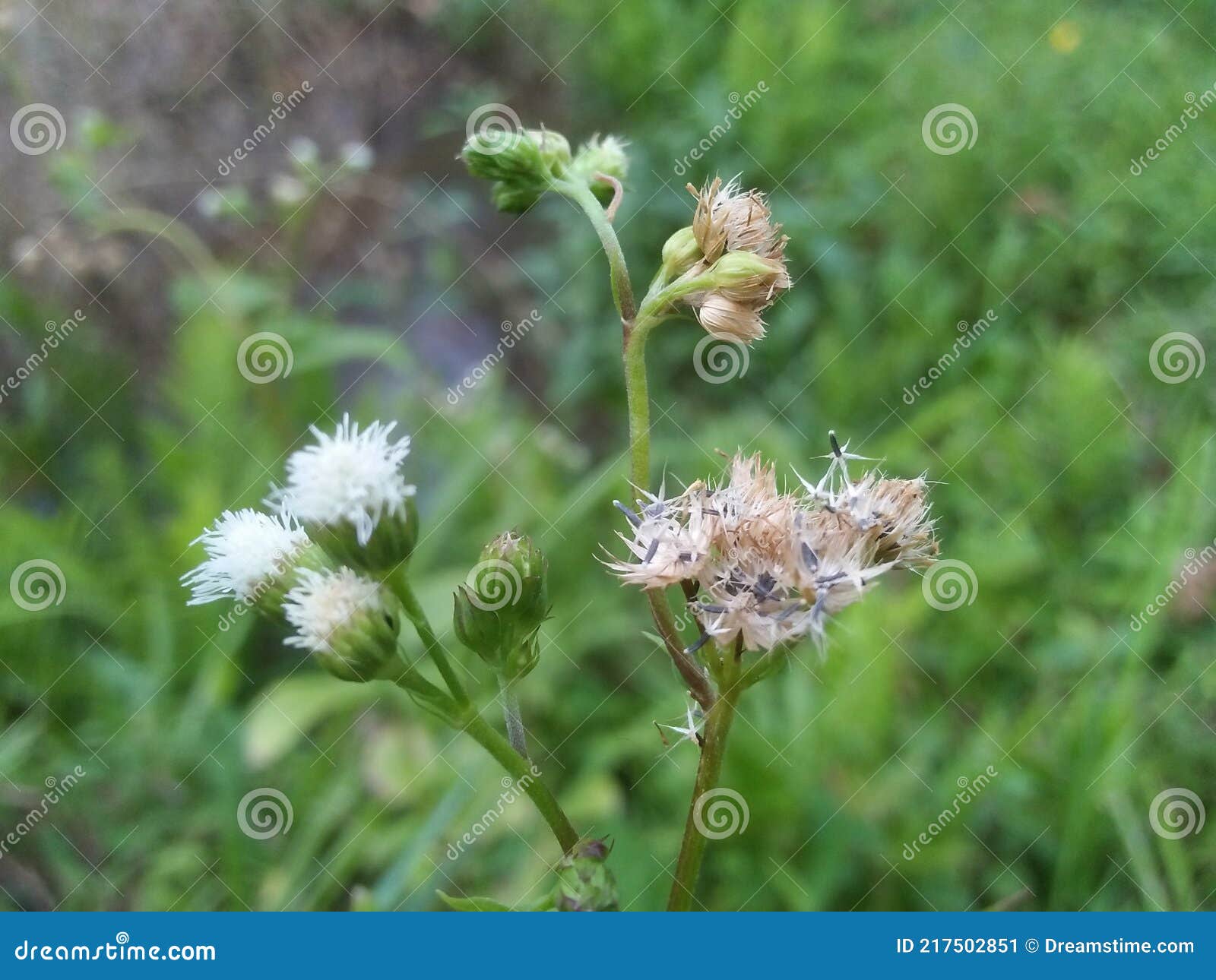 Pretty weeds by the lake stock image. Image of whita - 217502851