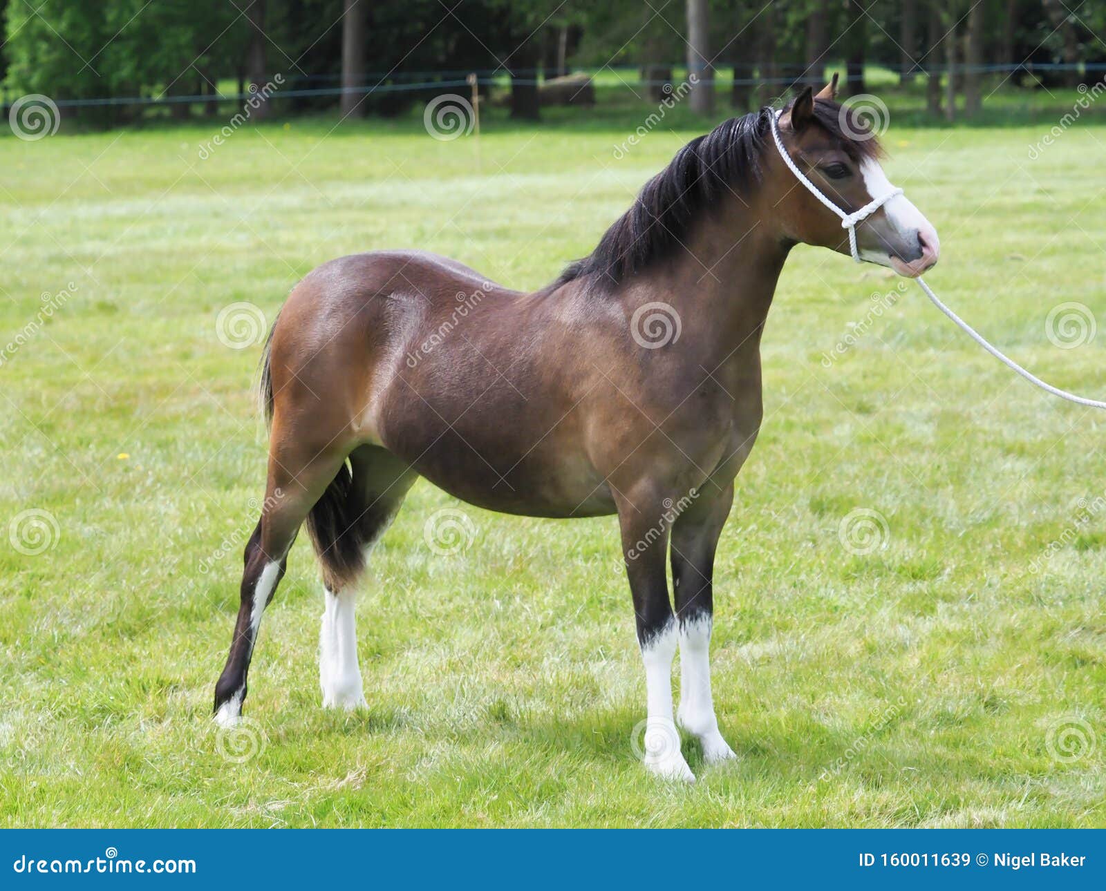 Pretty Welsh Pony stock image. Image of show, sport - 160011639
