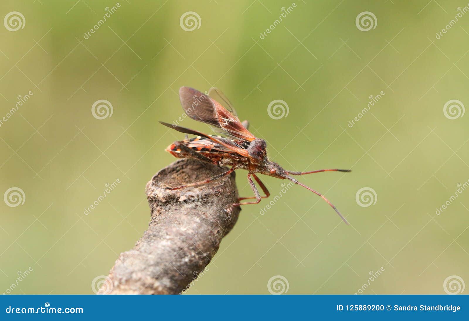 A Pretty Western Conifer Seed Bug Leptoglossus Occidentalis Coreidae ...