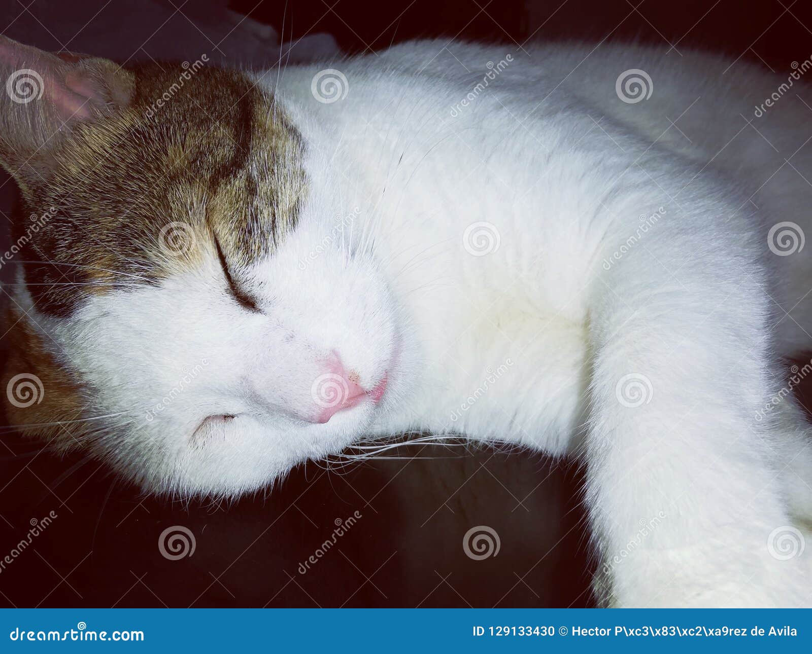 Pretty White cat sleeping stock photo. Image of sleeping - 129133430