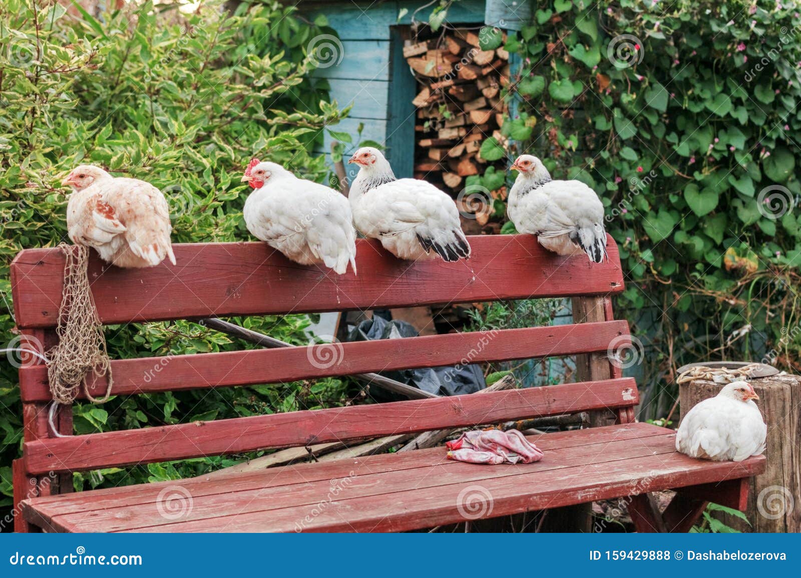Chickens on back of bench stock photo. Image of chicks - 159429888