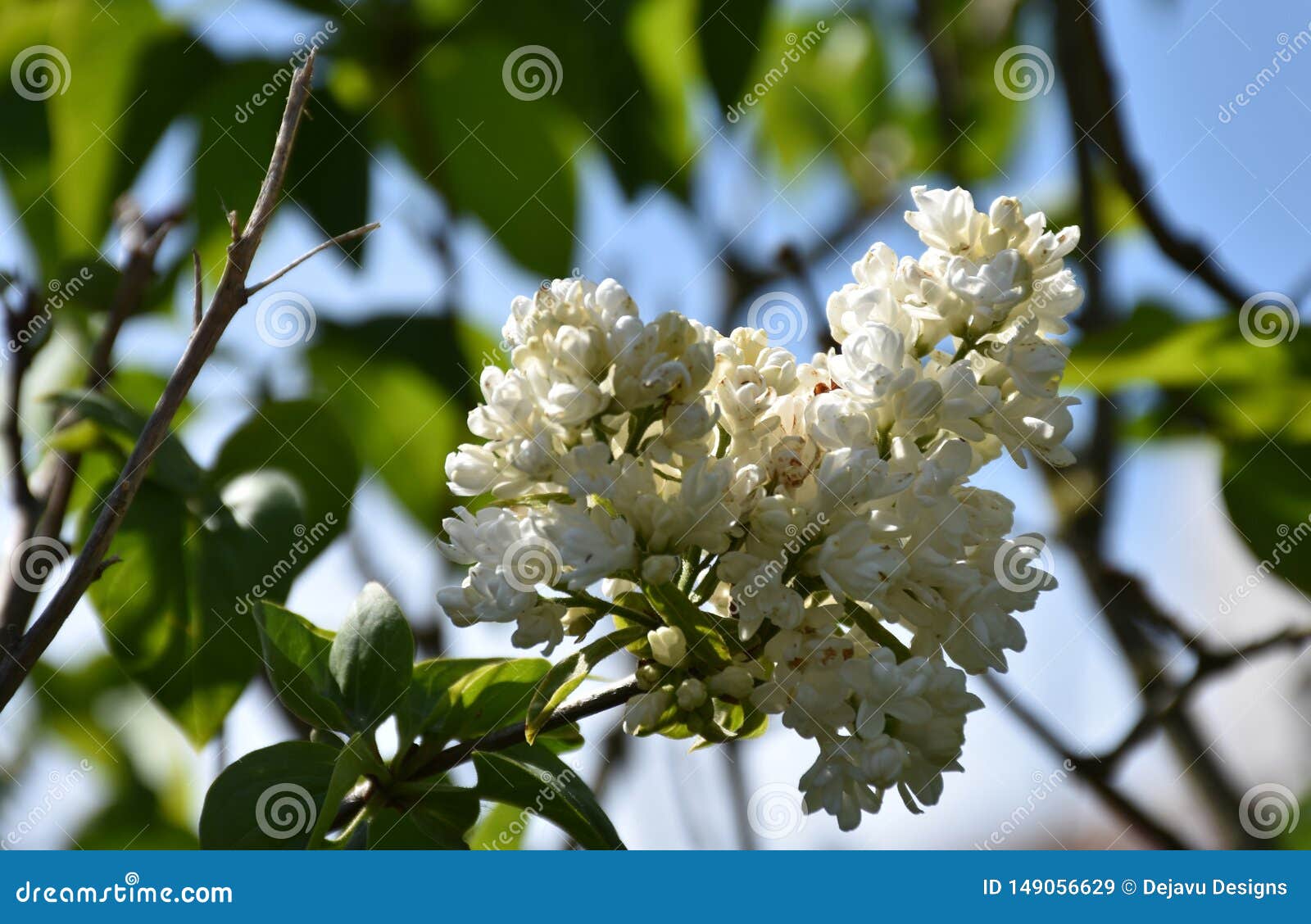 Pretty White Common Lilacs Blooming and Flowering on a Bush Stock Image ...