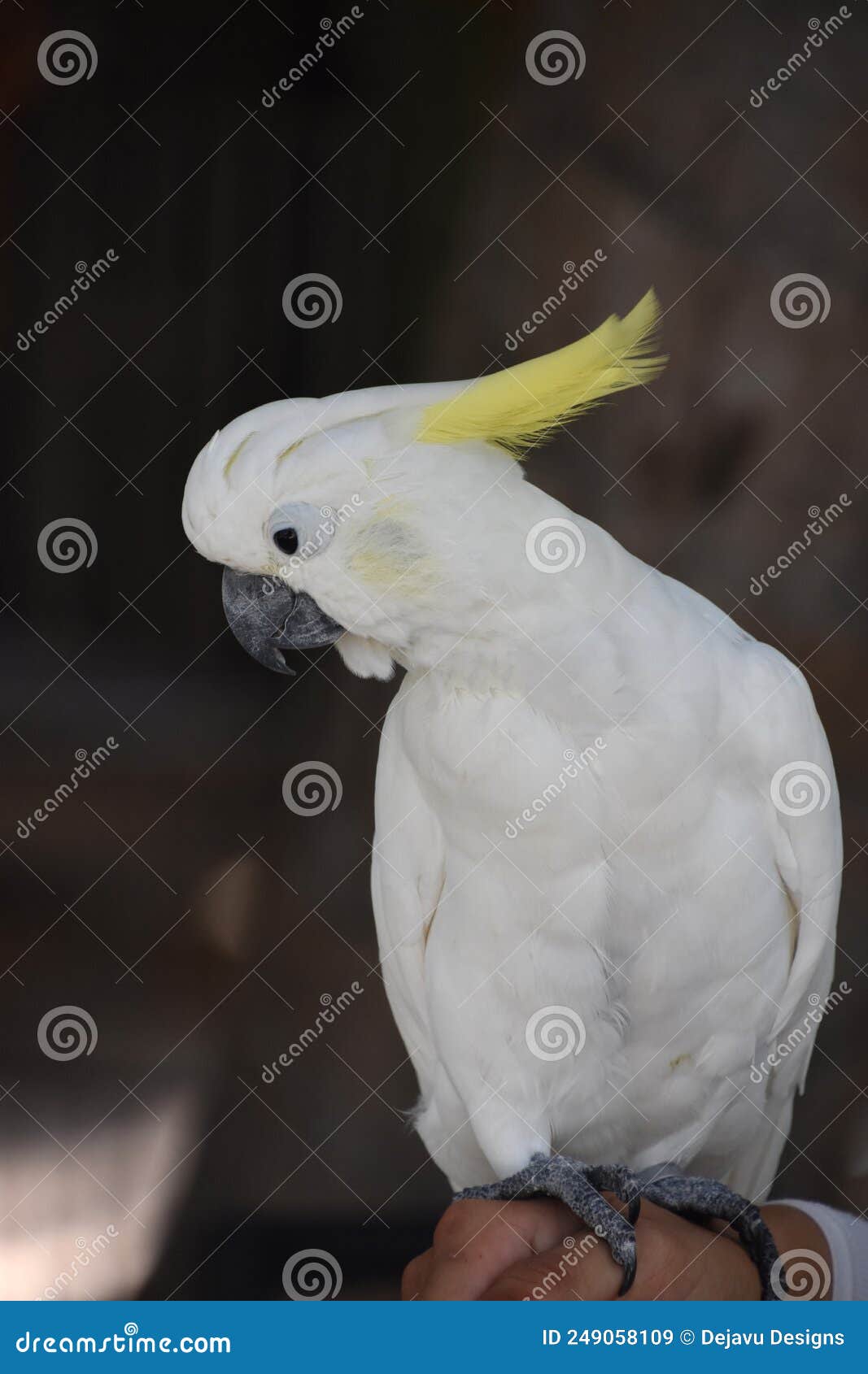 Pretty White Crested Cockatoo Perched on a Hand Stock Image - Image of ...