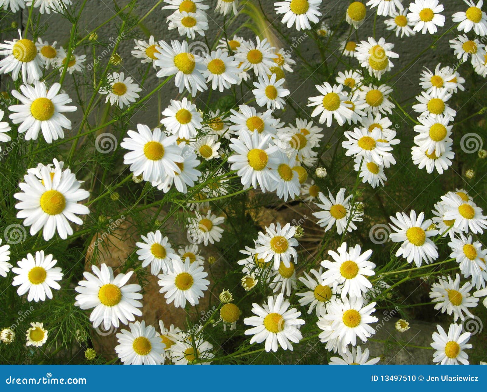Pretty White Daisies stock photo. Image of summer, flowers - 13497510