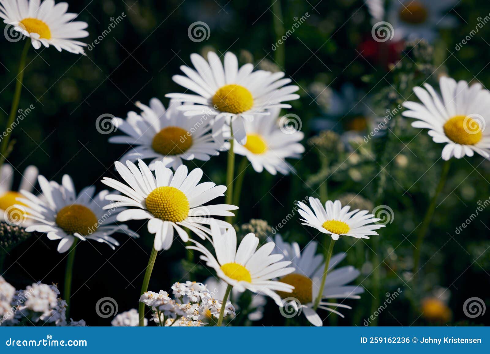 Pretty White Daisy Flower Field in Denmark Stock Photo - Image of thank ...