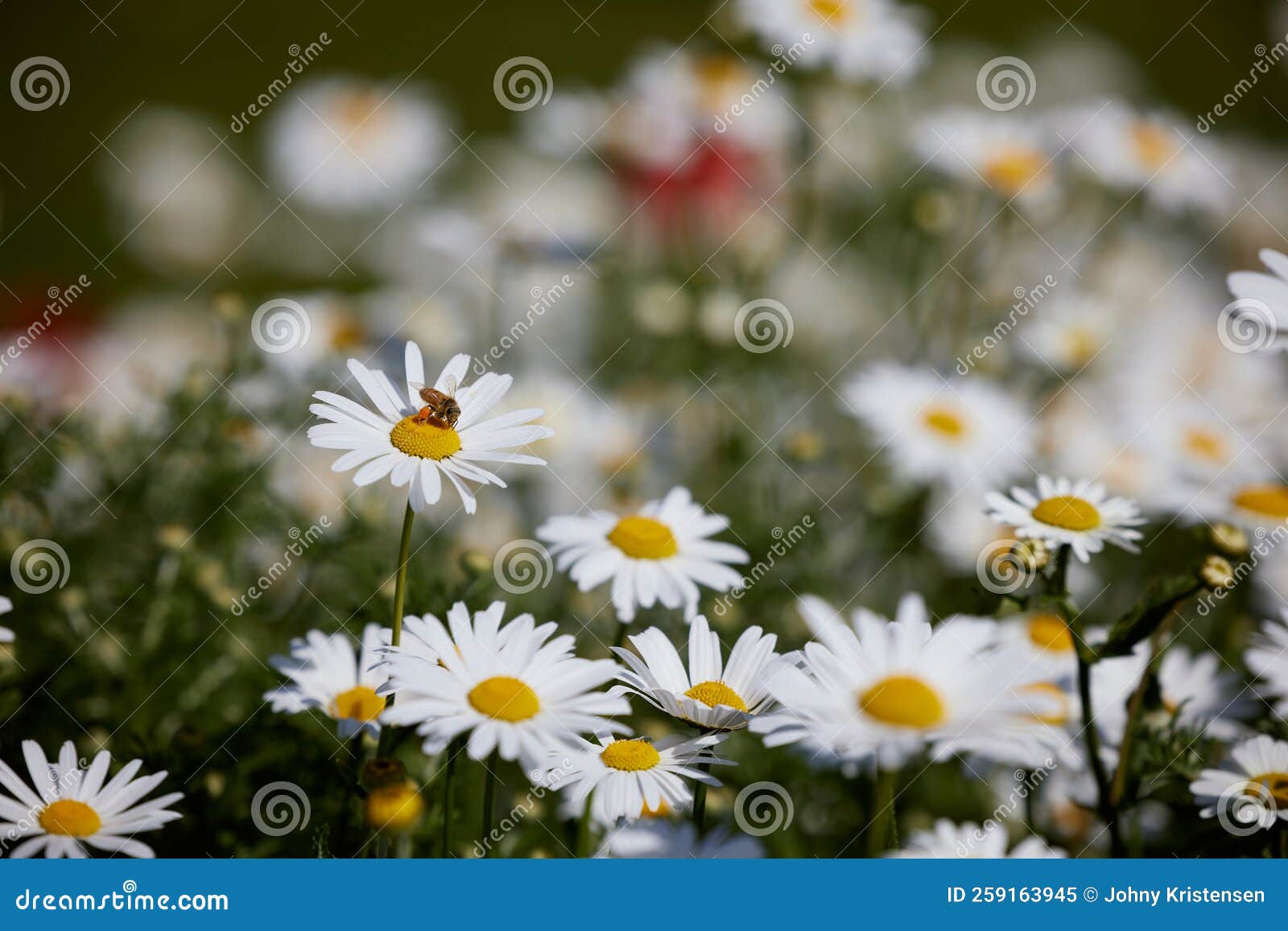 Pretty White Daisy Flower Field in Denmark Stock Image - Image of ...