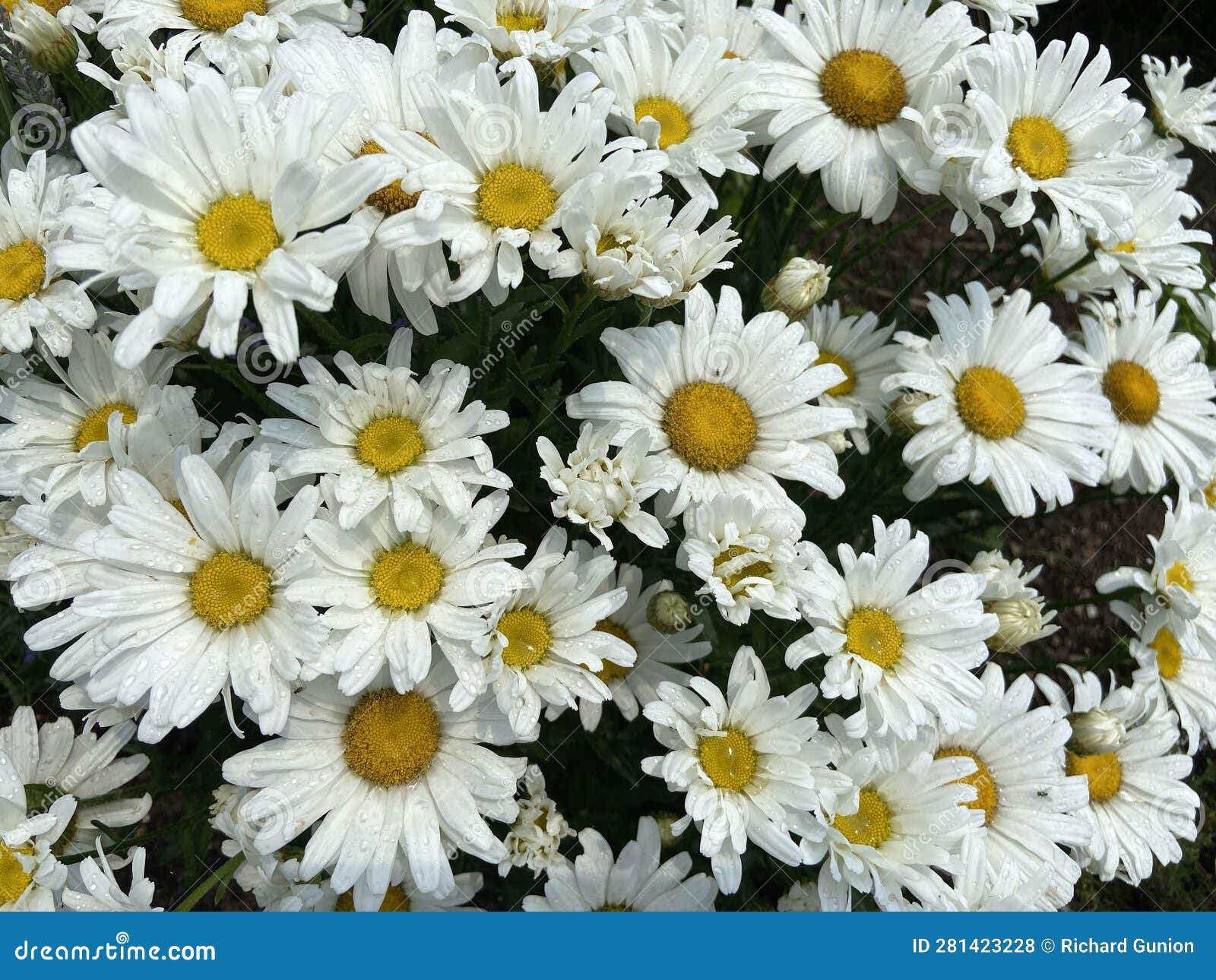 Pretty White Daisy Flowers in June in Spring Stock Photo - Image of ...