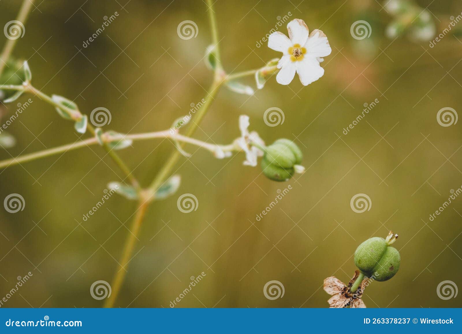 Pretty White Filiform Rockjasmine Flower Stock Image - Image of garden ...