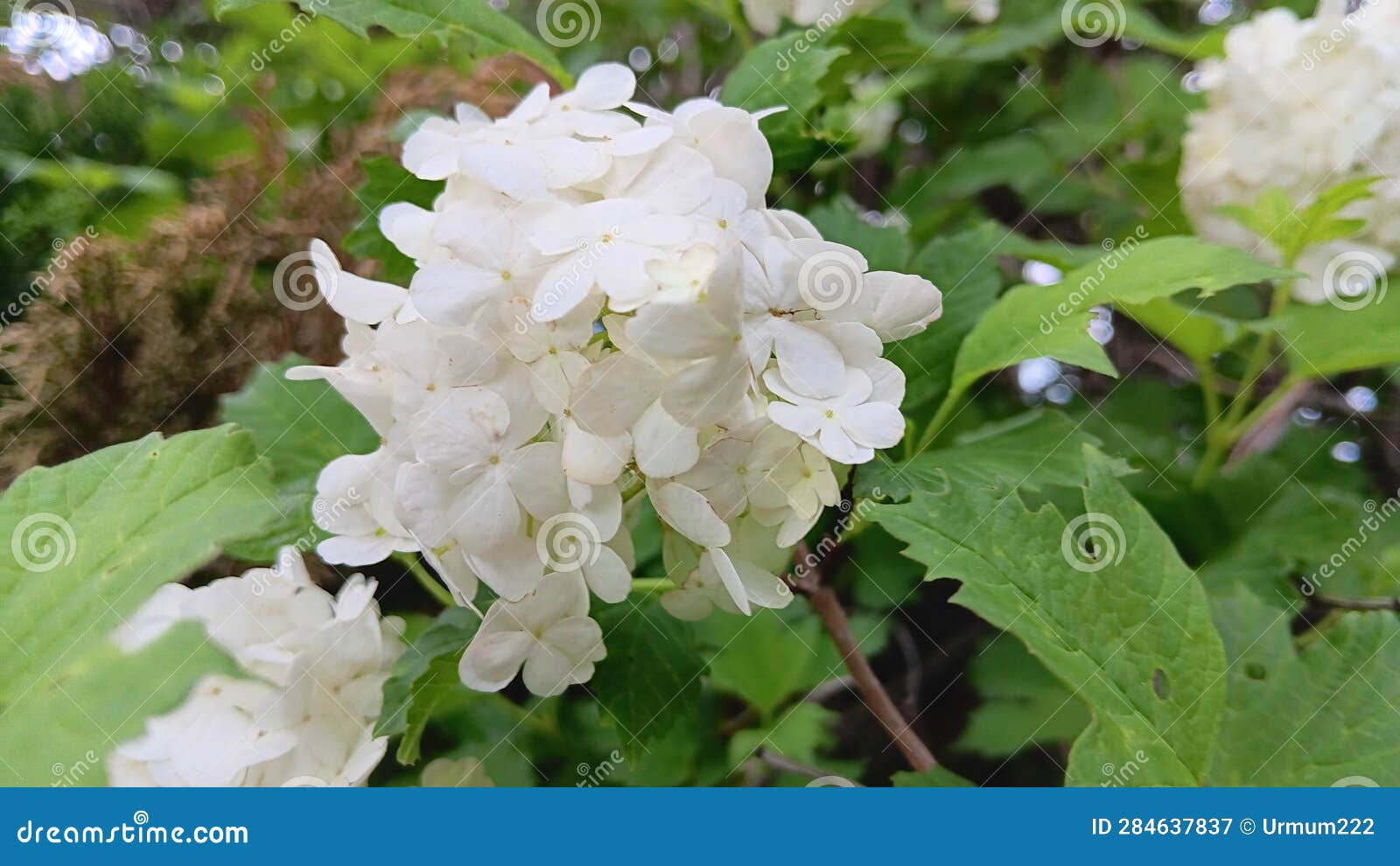 Pretty white flowers stock image. Image of white, amazing - 284637837