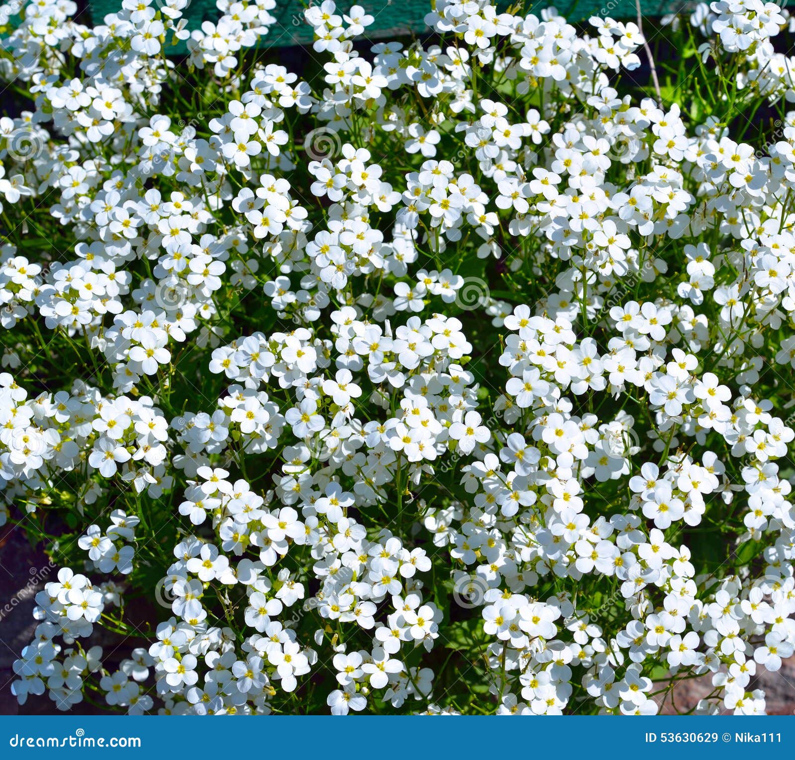 Pretty White Flowers Blooming in a Garden Stock Image - Image of macro ...