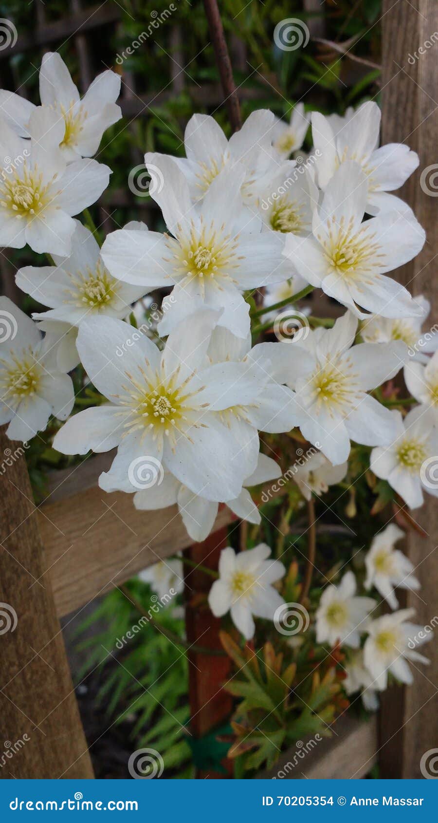 Pretty white flowers stock photo. Image of pretty, climbing - 70205354