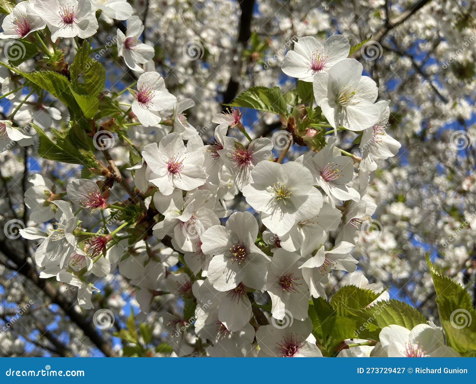 Pretty White Flowers in Full Bloom in March Stock Image - Image of ...