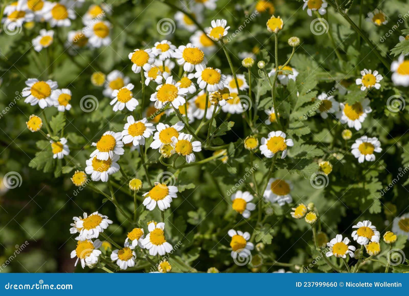 Feverfew or Tanacetum Parthenium or Bachelor`s Buttons or Featherfew ... Feverfew or Tanacetum Parthenium or Bachelor`s Buttons or Featherfew ...