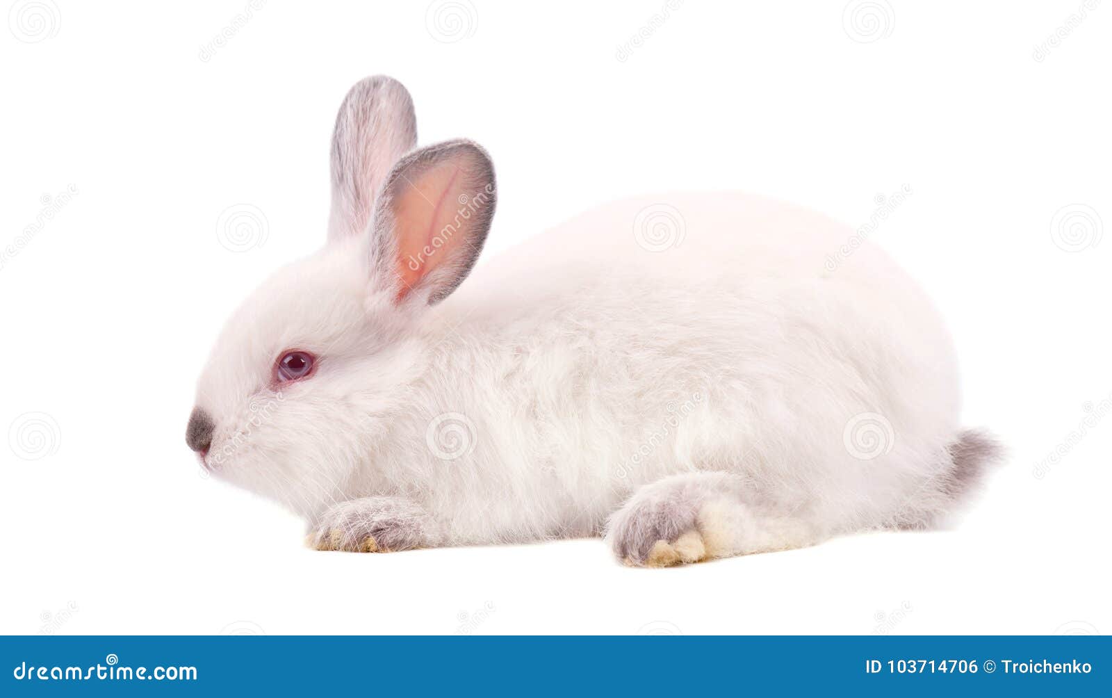 Pretty White Fluffy Bunny Isolated on White Background. White Rabbit ...